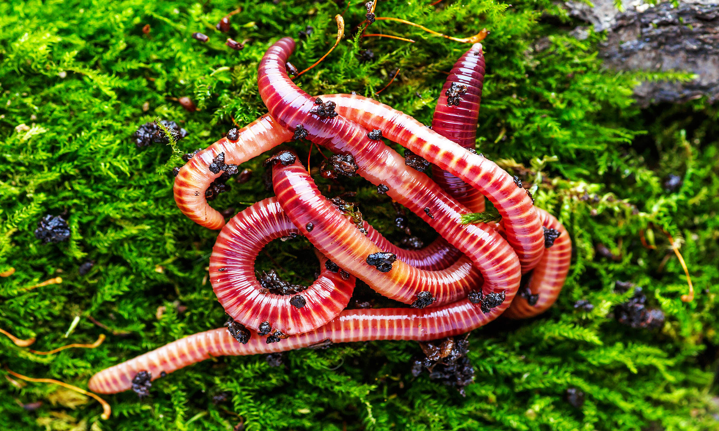 Alien earthworms are invading ecosystems across North America - Earth.com