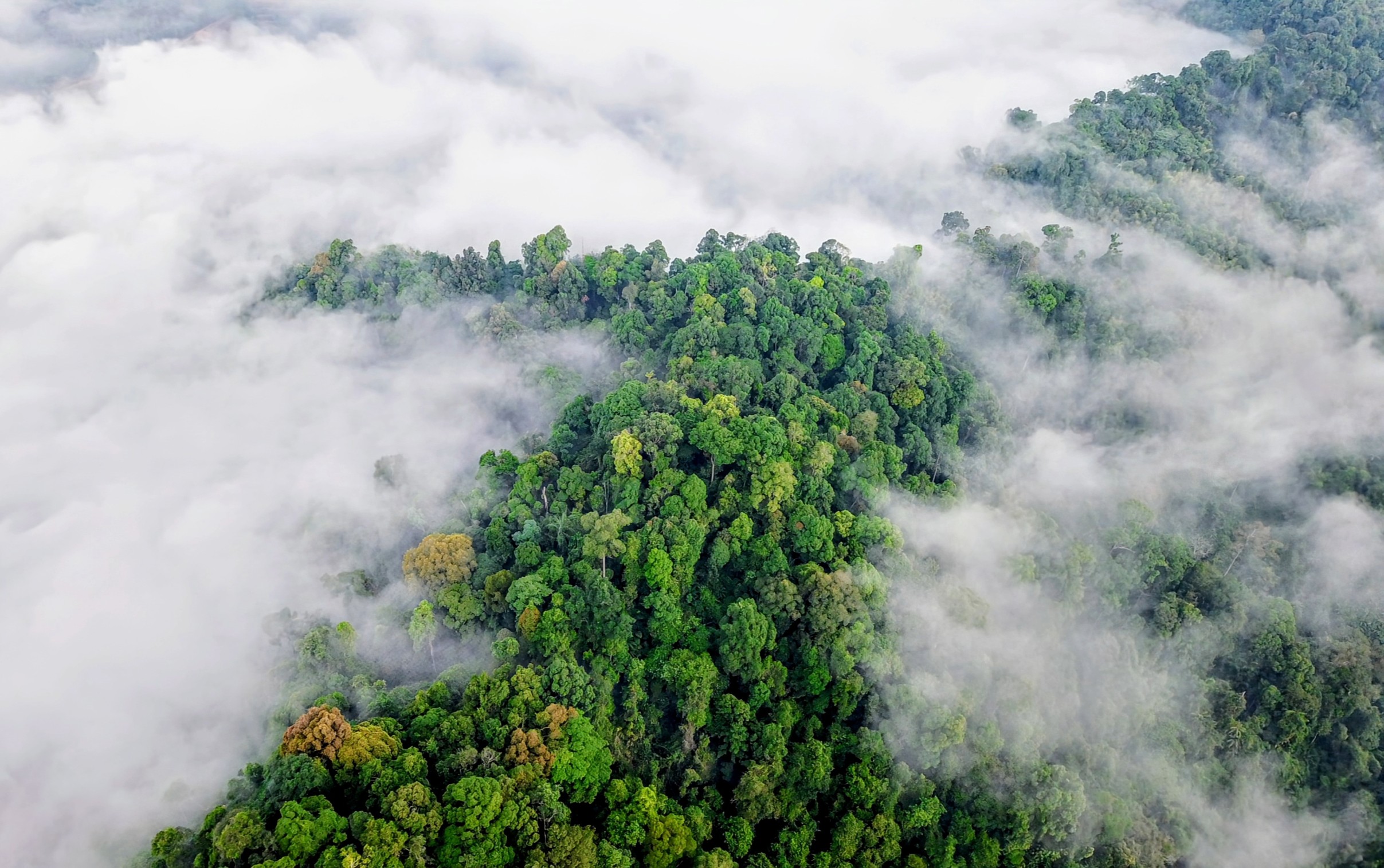 Rainforest emissions shape the climate and cloud formation - Earth.com