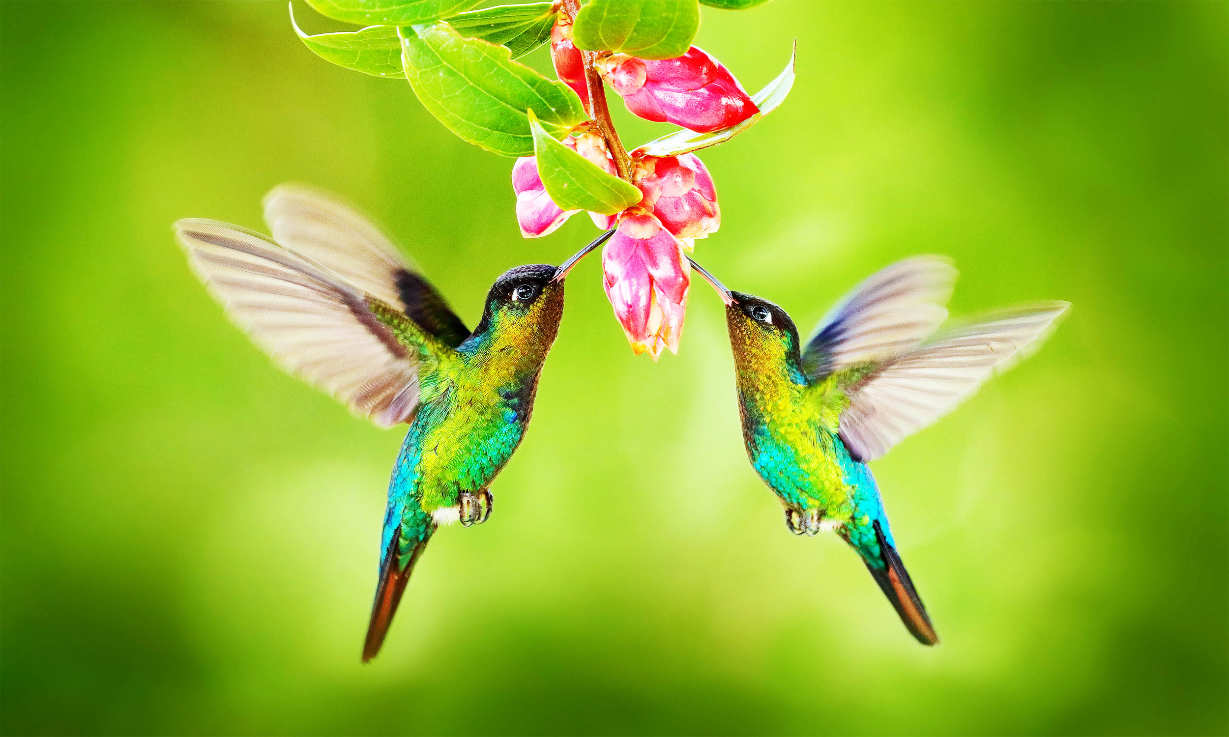 Hummingbird bills are an evolutionary wonder - Earth.com