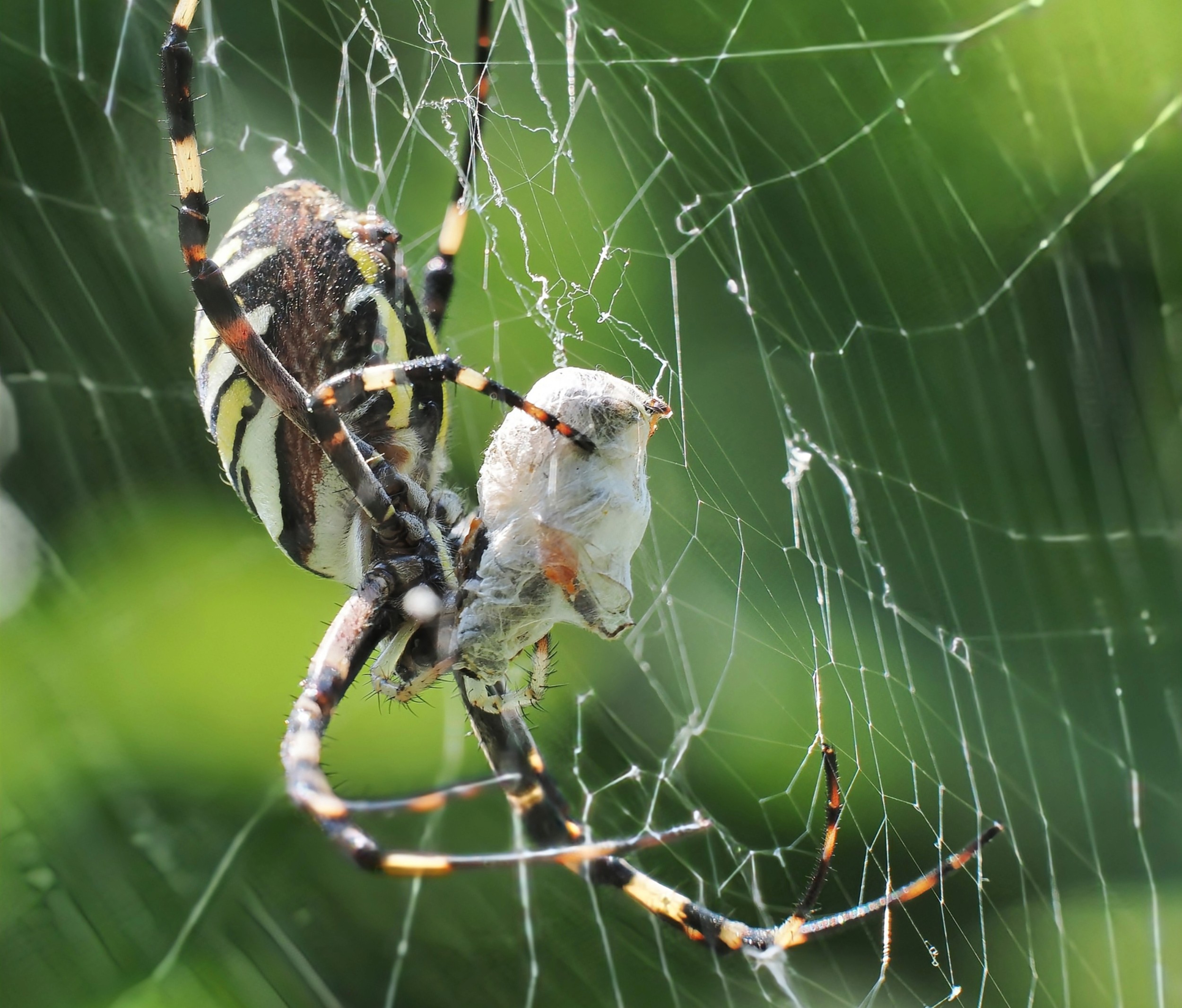 Slingshot spiders listen for the right moment to launch their webs - Earth.com