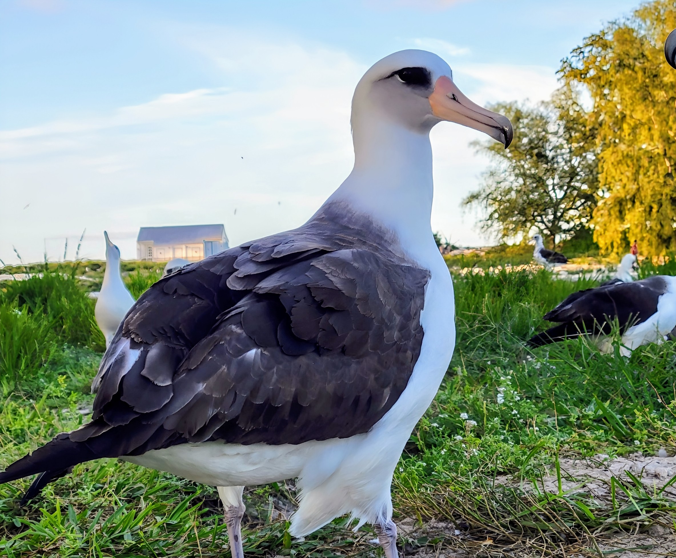 World’s oldest wild bird is expecting again at 74 - Earth.com