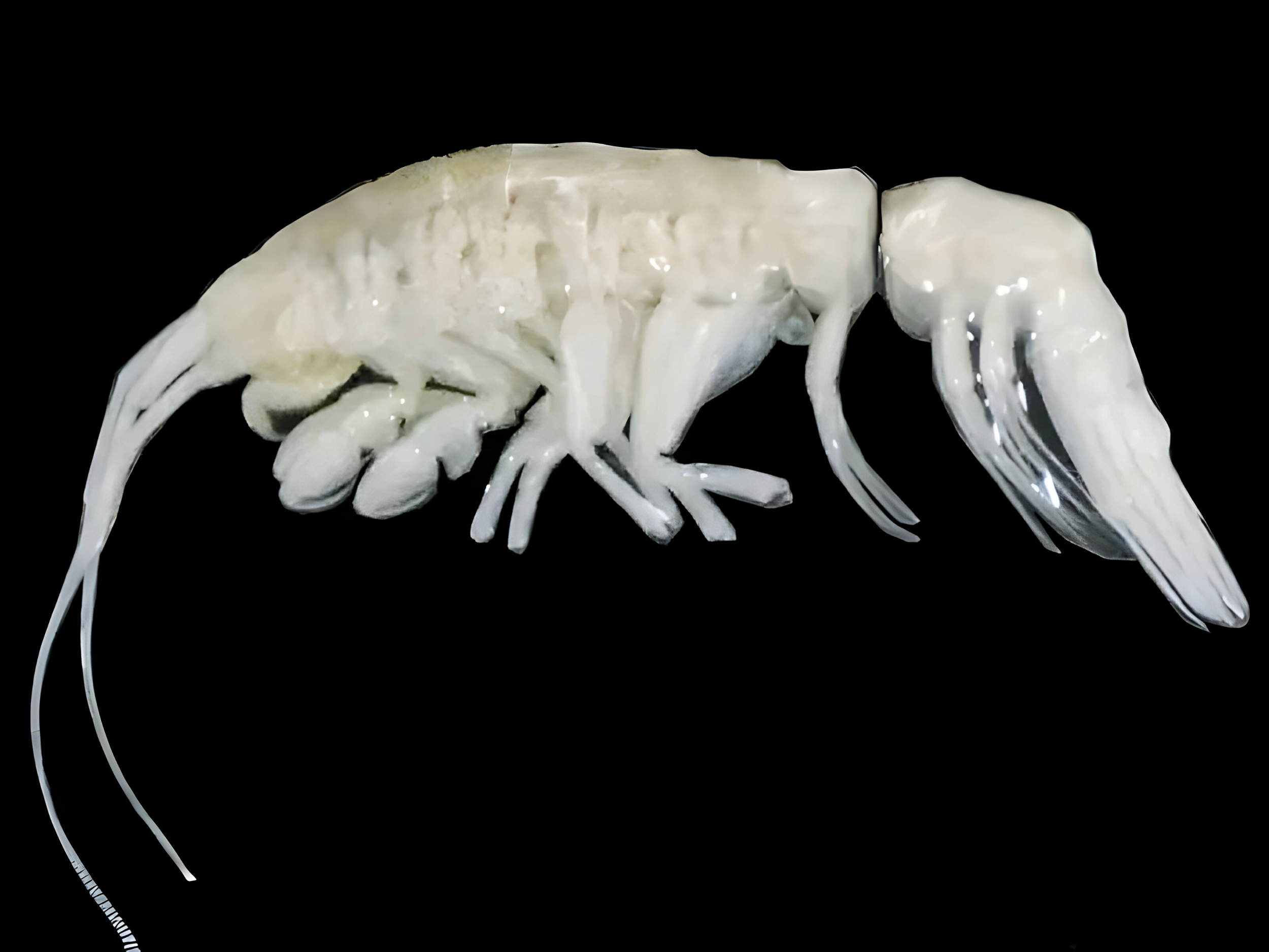 New predator found in one of the deepest parts of the ocean - Earth.com