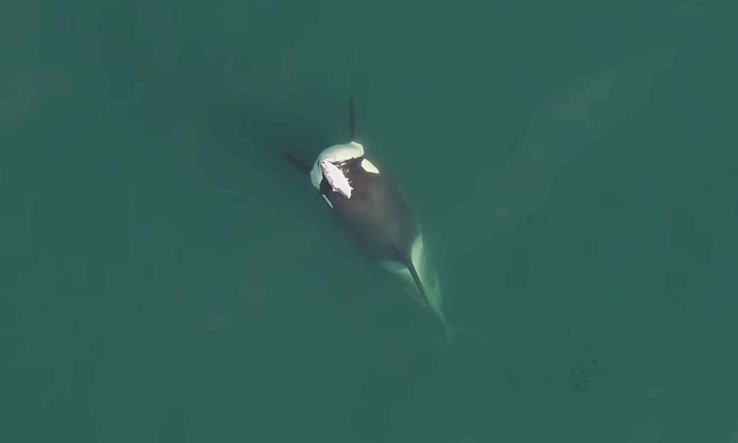 Photographer captures killer whales wearing fish hats - Earth.com