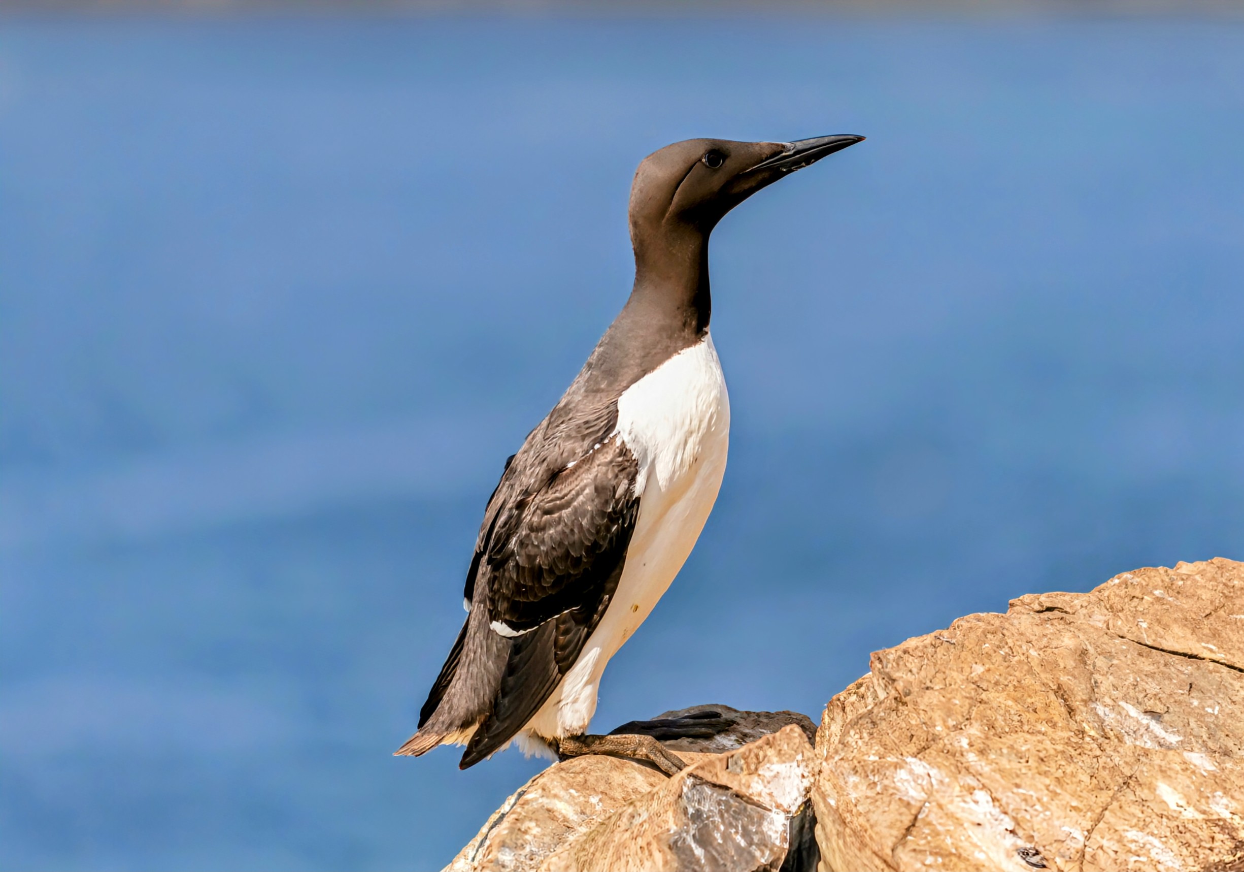 Millions of Alaska's murres starved to death after intense heat wave ...