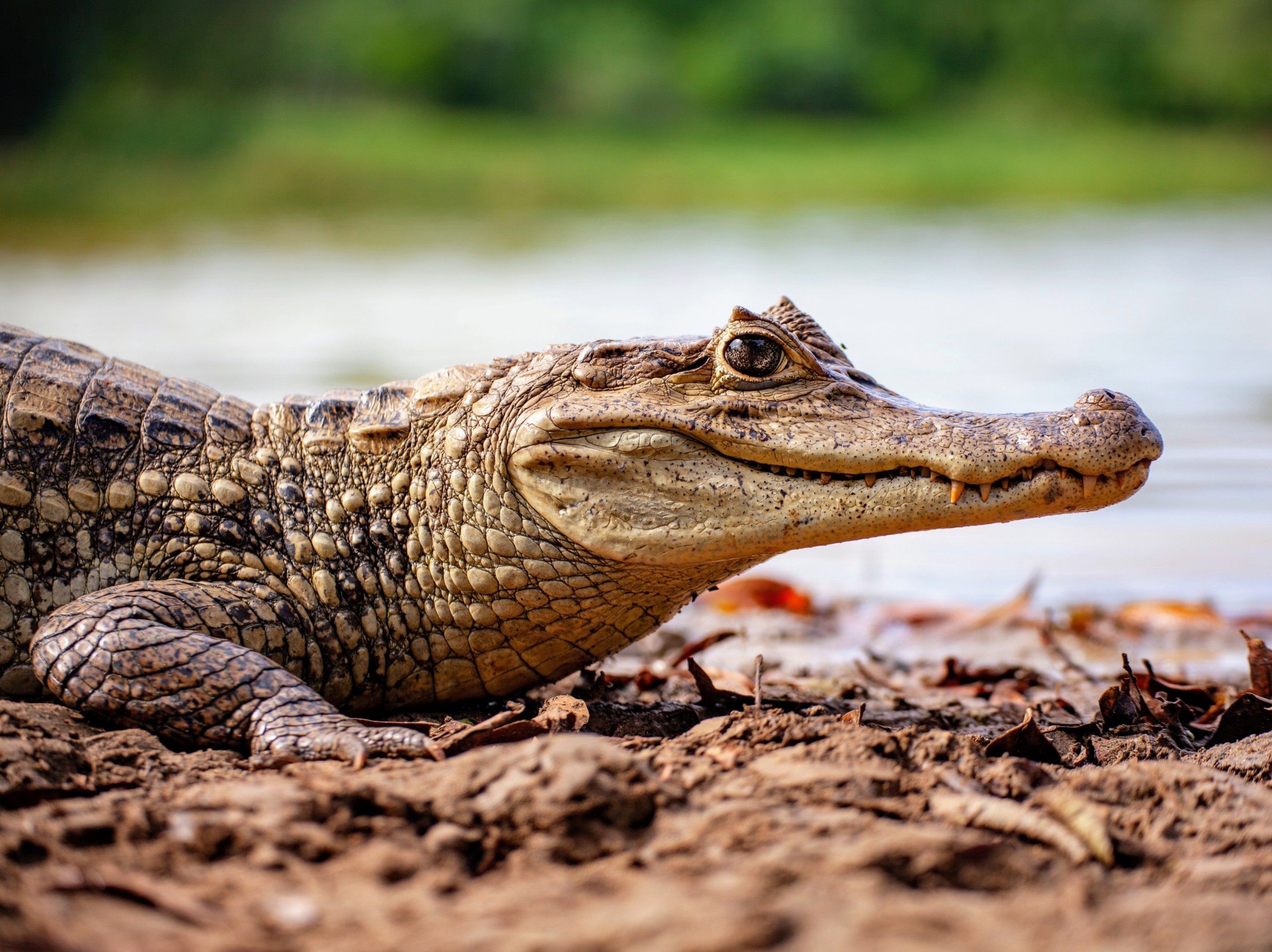 Crocodile scales are shaped by tissue growth, not genetics - Earth.com