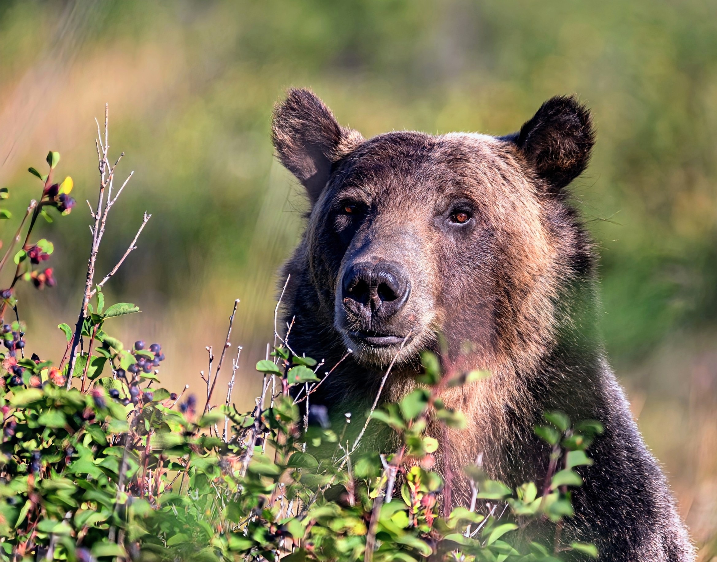 Grizzly Bear Keystone Species