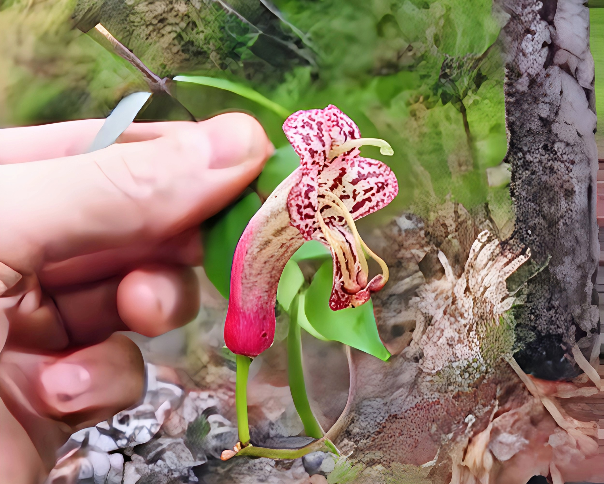 Beautiful new 'lipstick vine' found in the Philippine rainforest ...