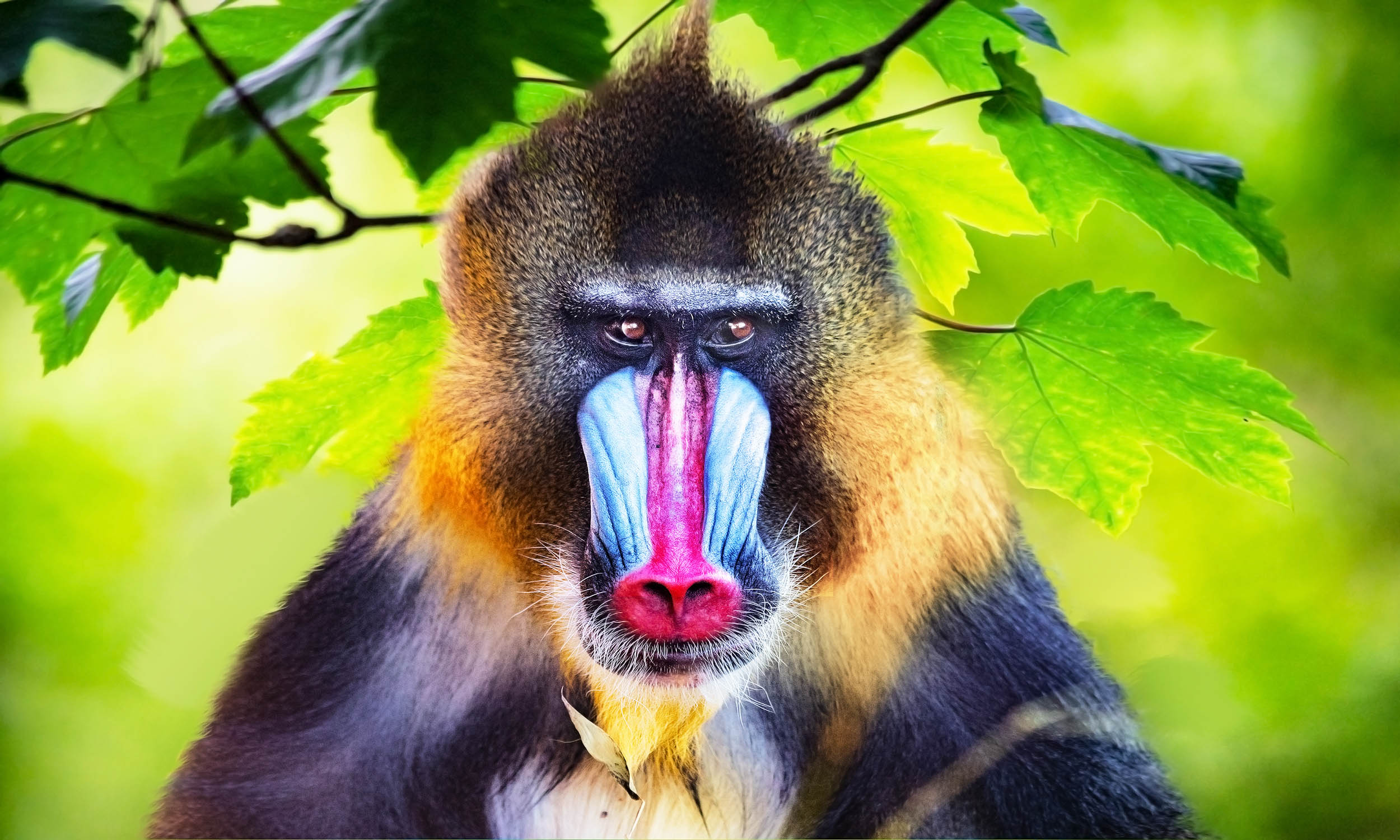 Primate evolution: Building the most complete timetree of life - Earth.com