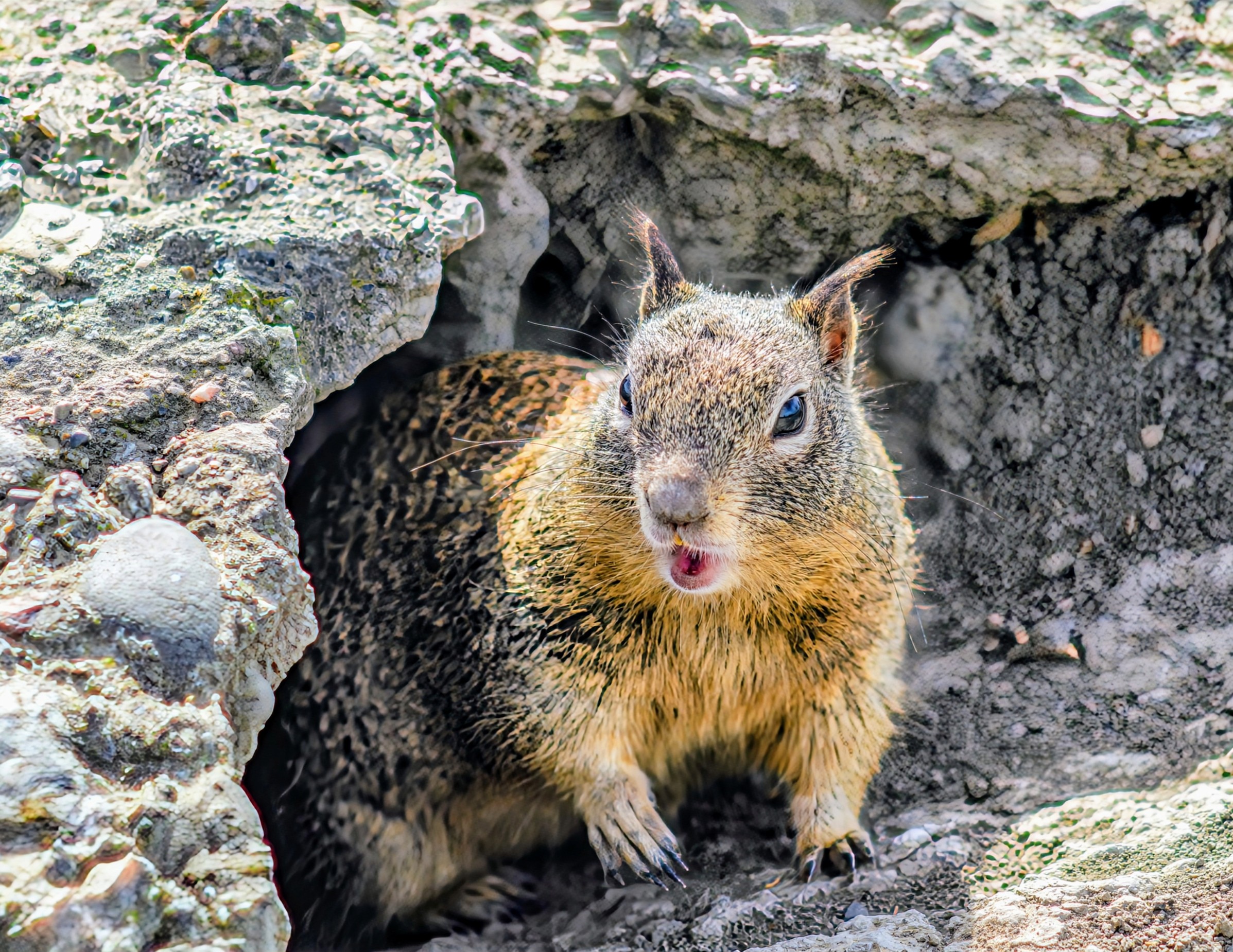 Carnivorous Squirrels Researchers Discover Local Squirrels Hunt And