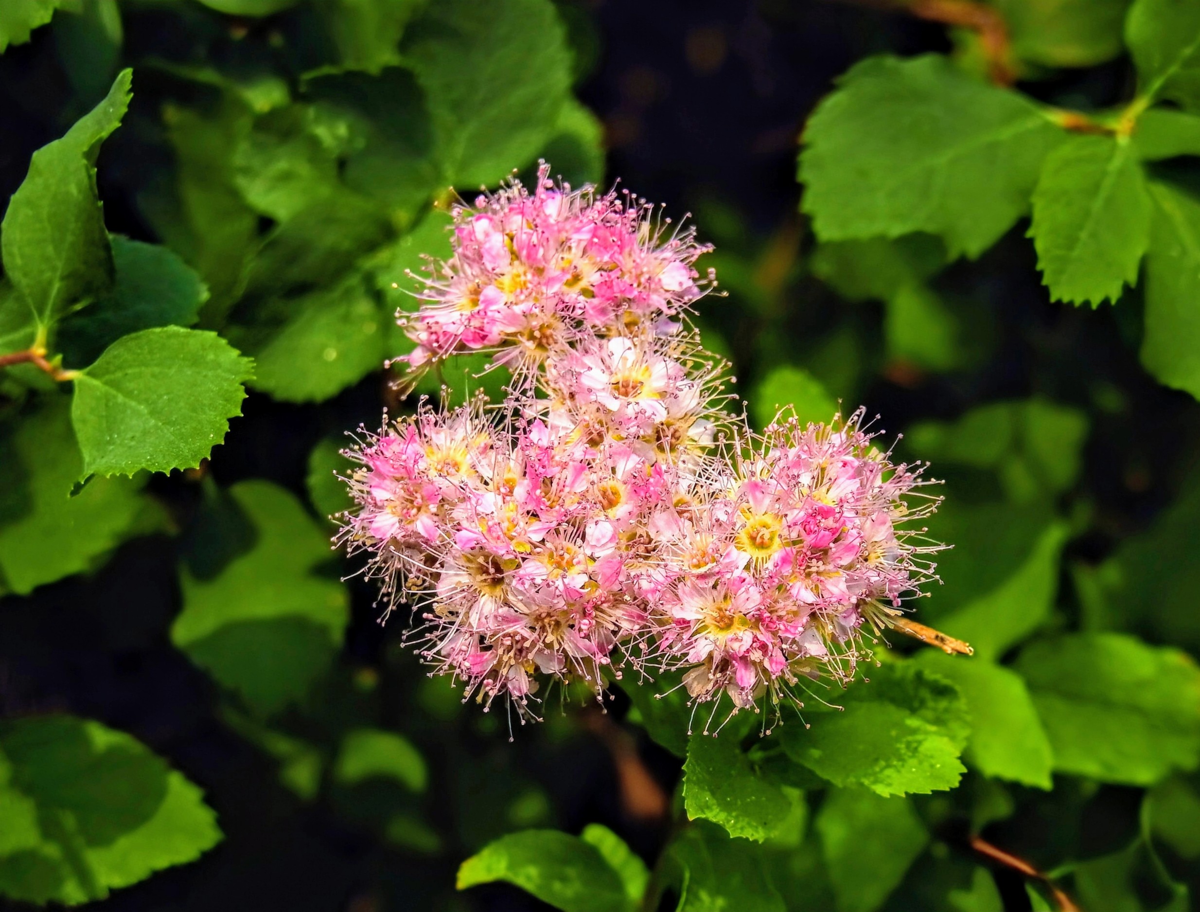 Shrubs play a dual role in forest recovery following wildfires - Earth.com