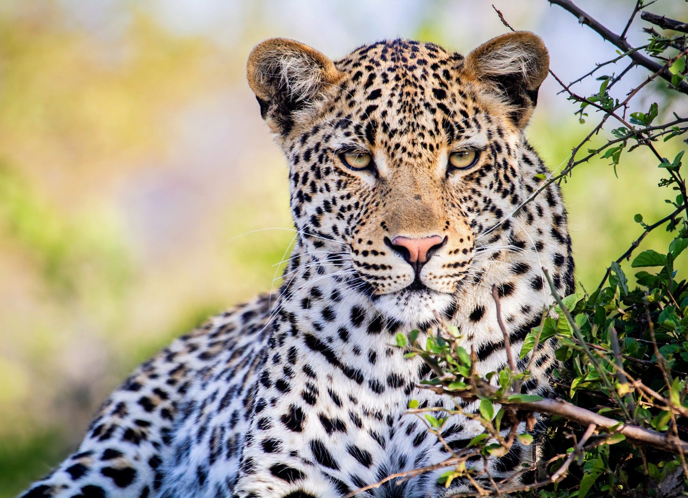 Leopard Roar Roaring Leopard – Lagersted Art