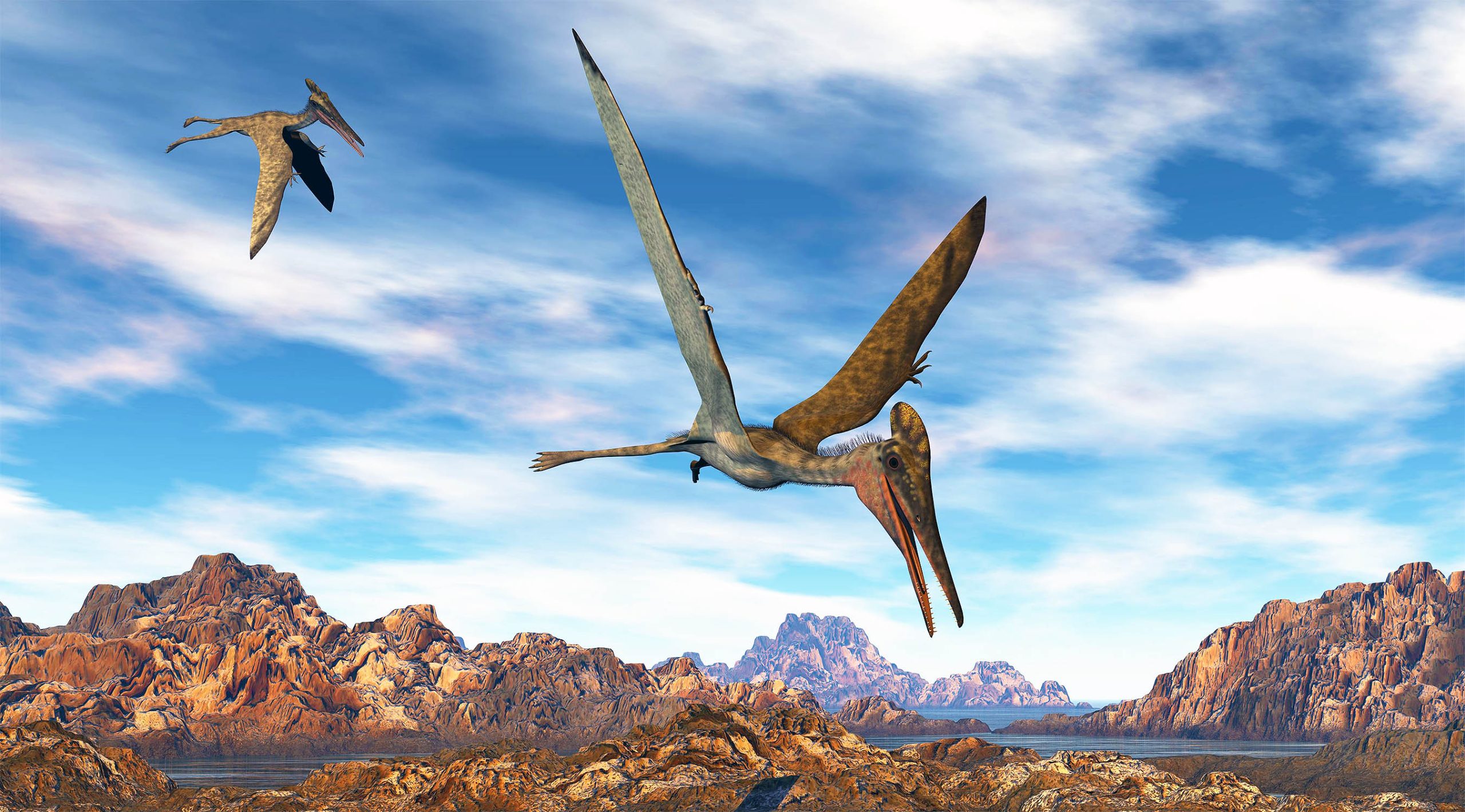 Pterodactyl Observasjoner