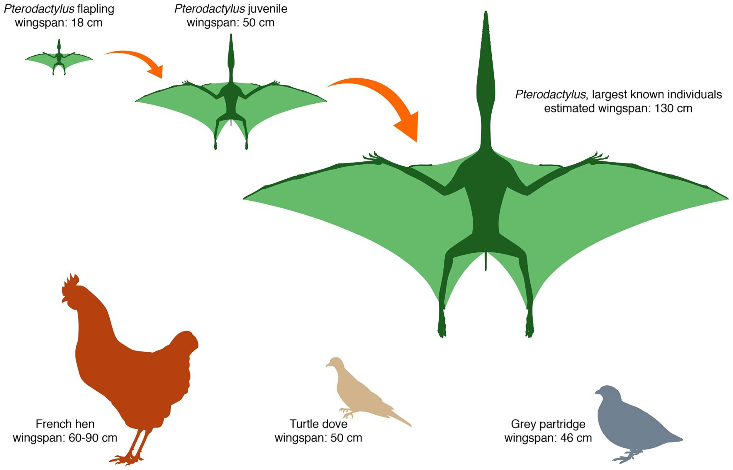 Pterodactylus family discovered that lived 150 million years ago ...