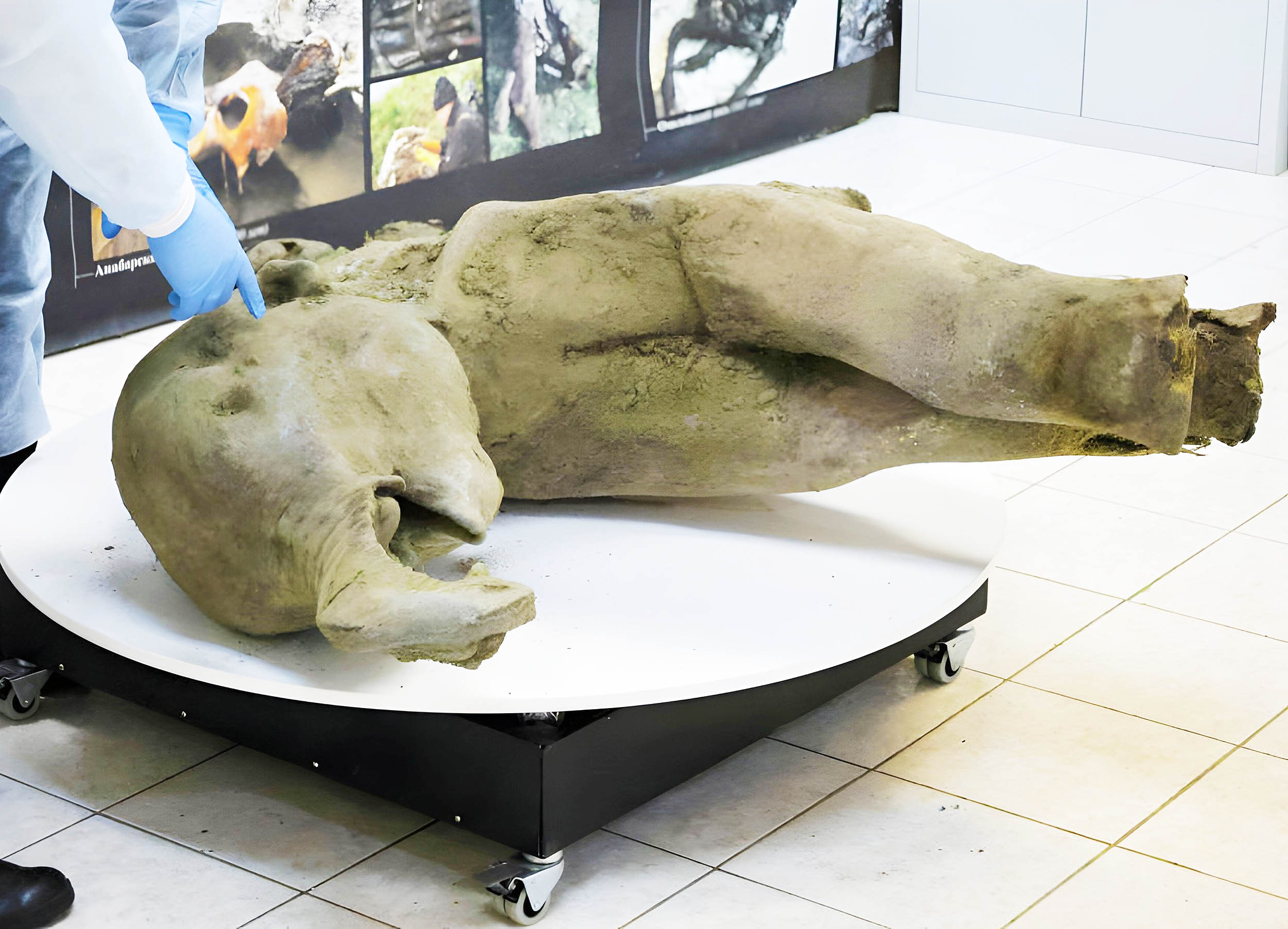 50,000-year-old baby mammoth is "best preserved" ever found - Earth.com