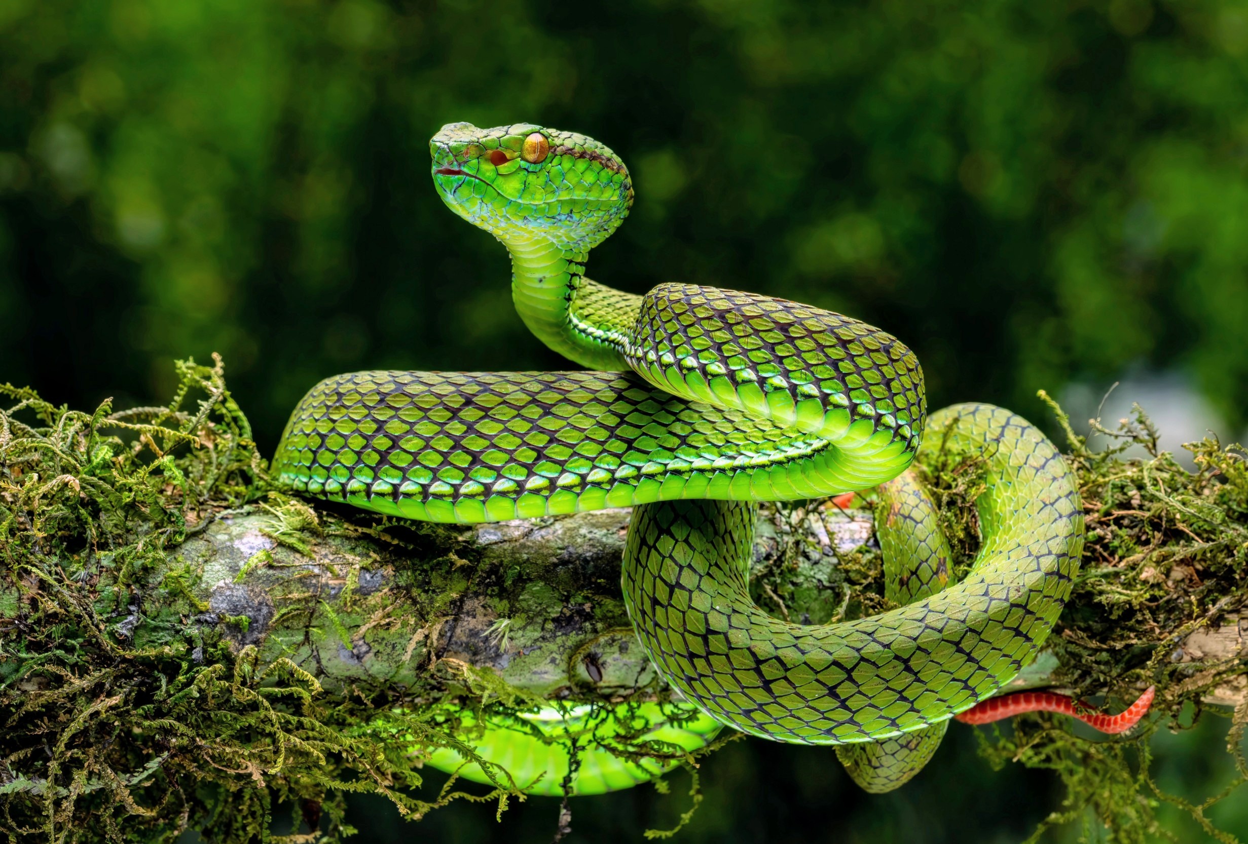 Primate brains have evolved to rapidly detect snakes - Earth.com
