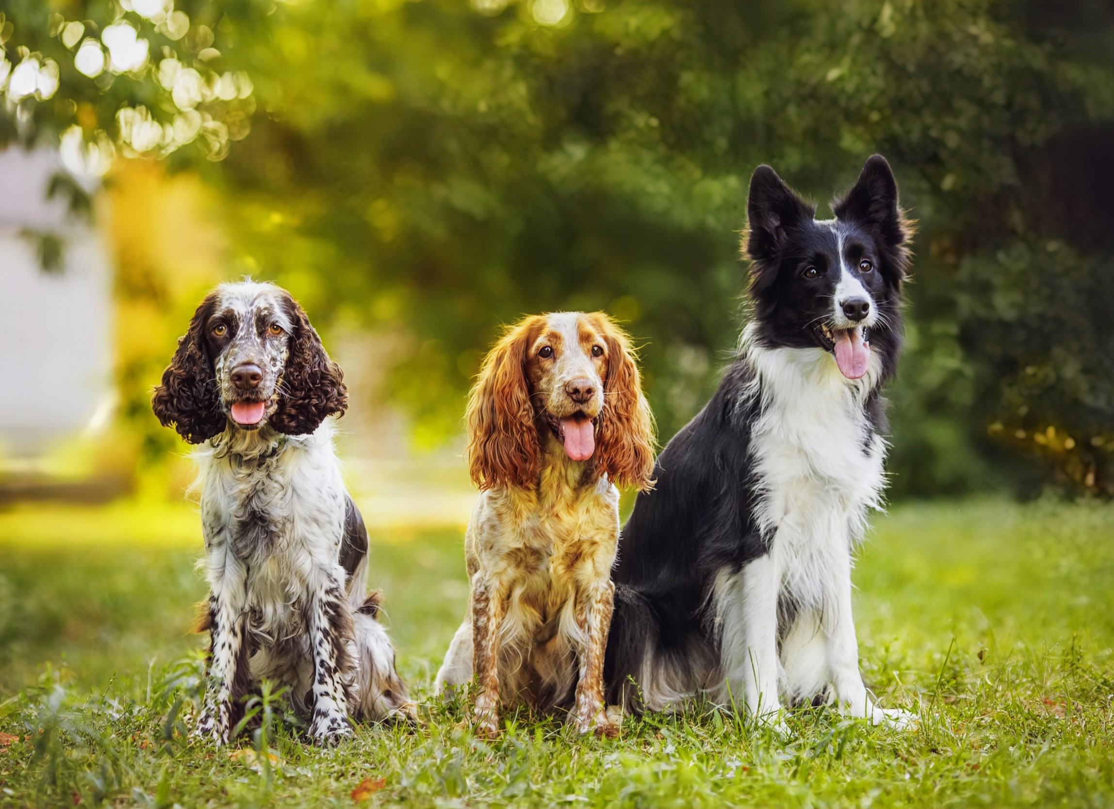 Dog parks may be fueling parasite outbreaks - Earth.com