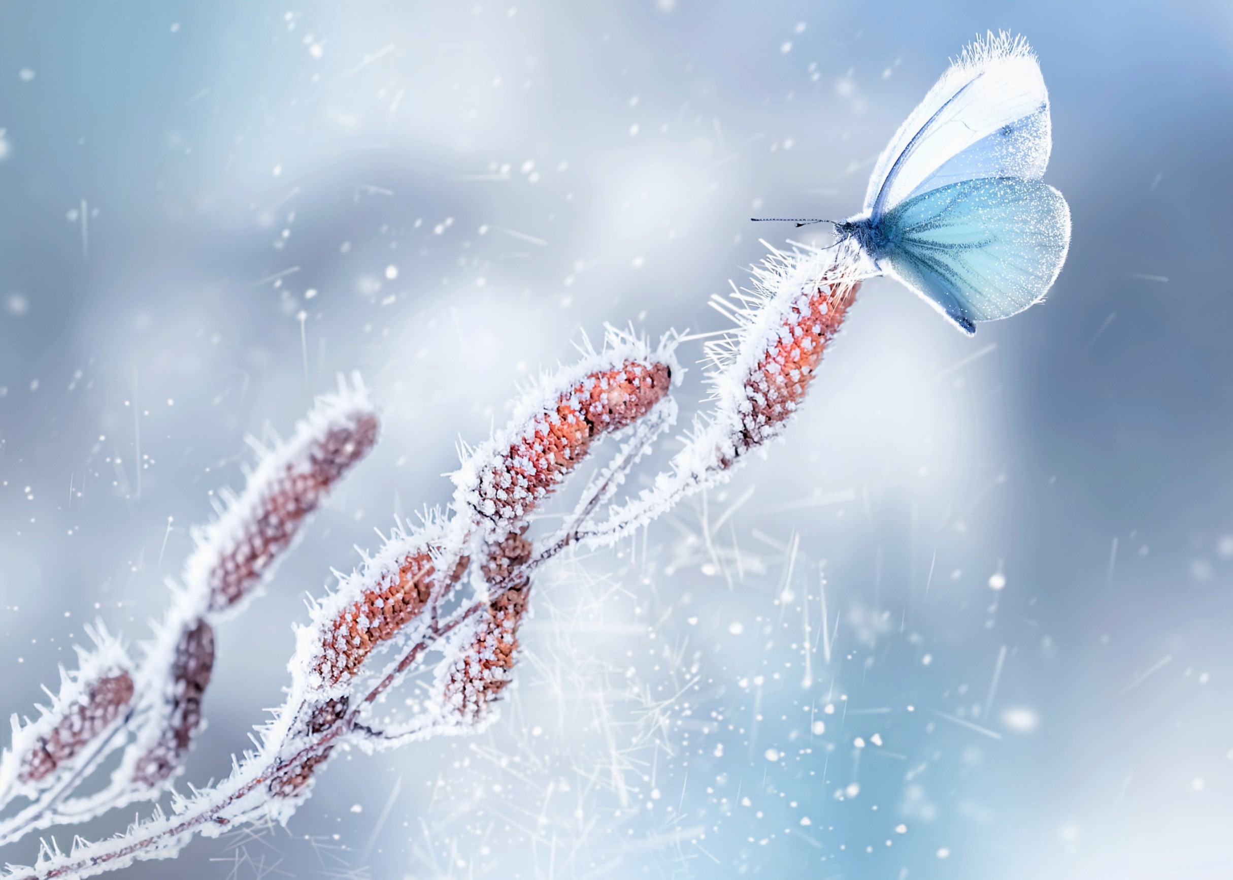 Insects are uniquely adapted to withstand harsh winter climates - Earth.com