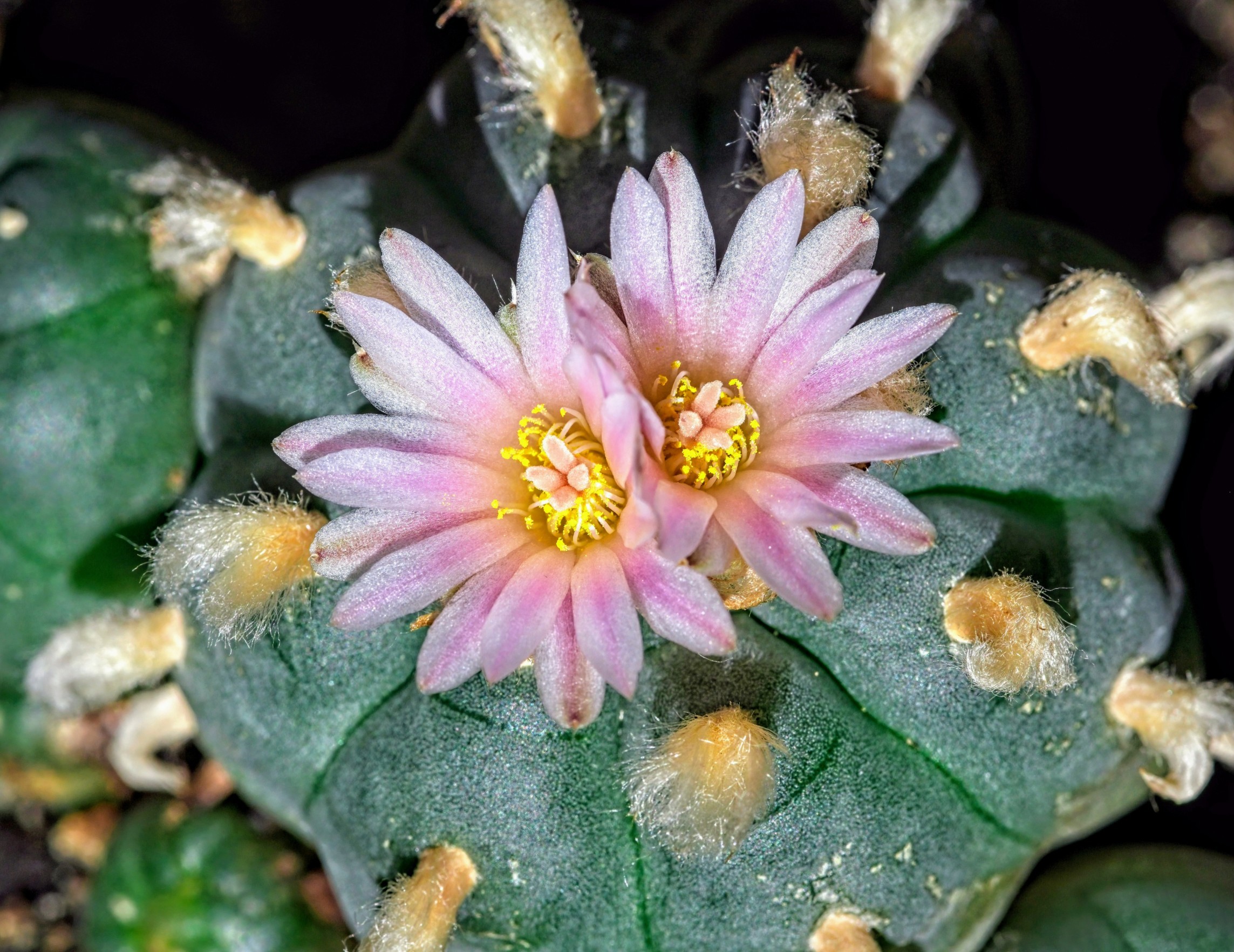 Sacred peyote gardens: A cultural legacy under threat - Earth.com