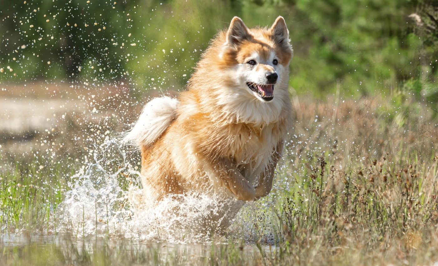 Icelandic Sheepdog Images