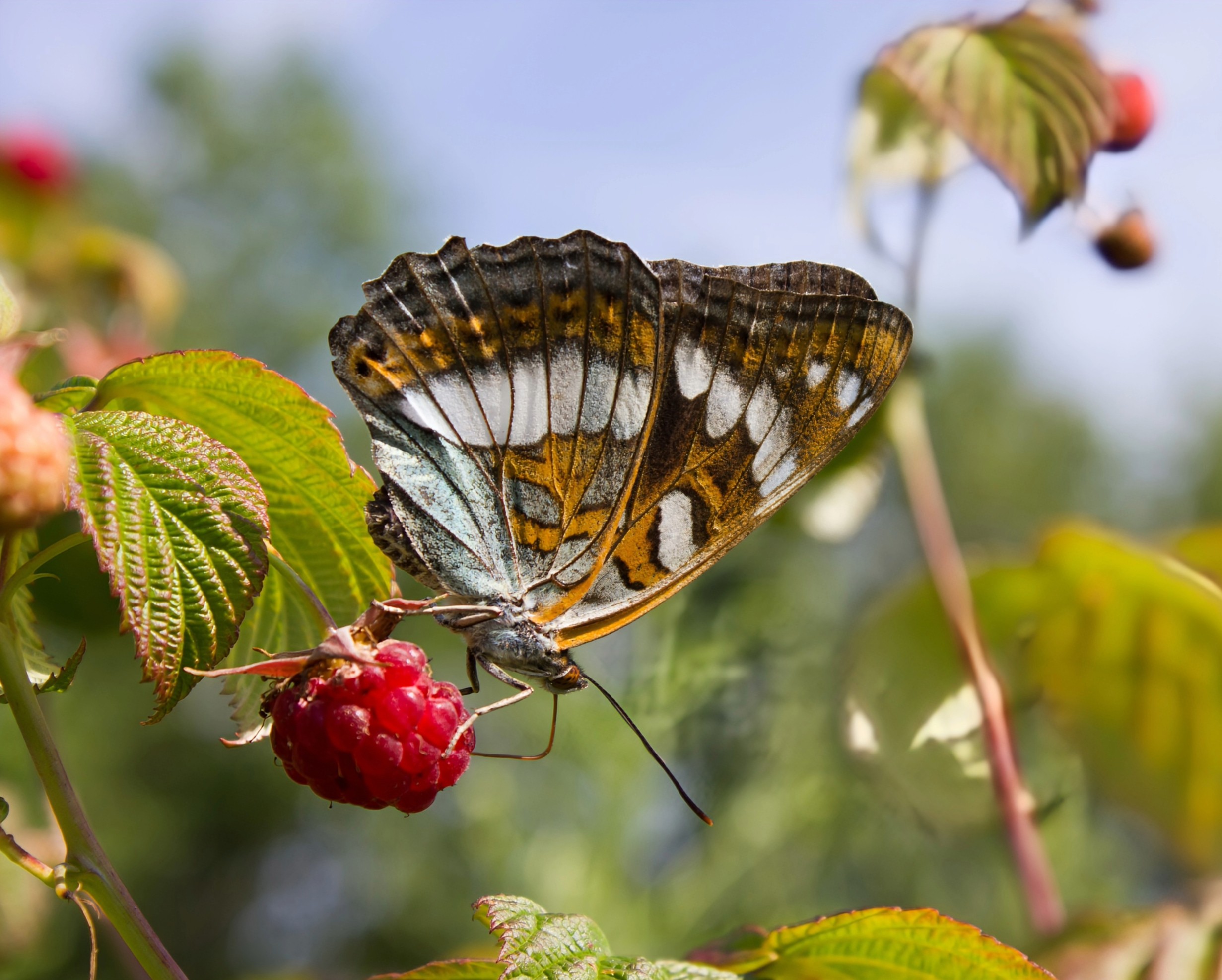 How pollinators boost the nutritional value of crops - Earth.com