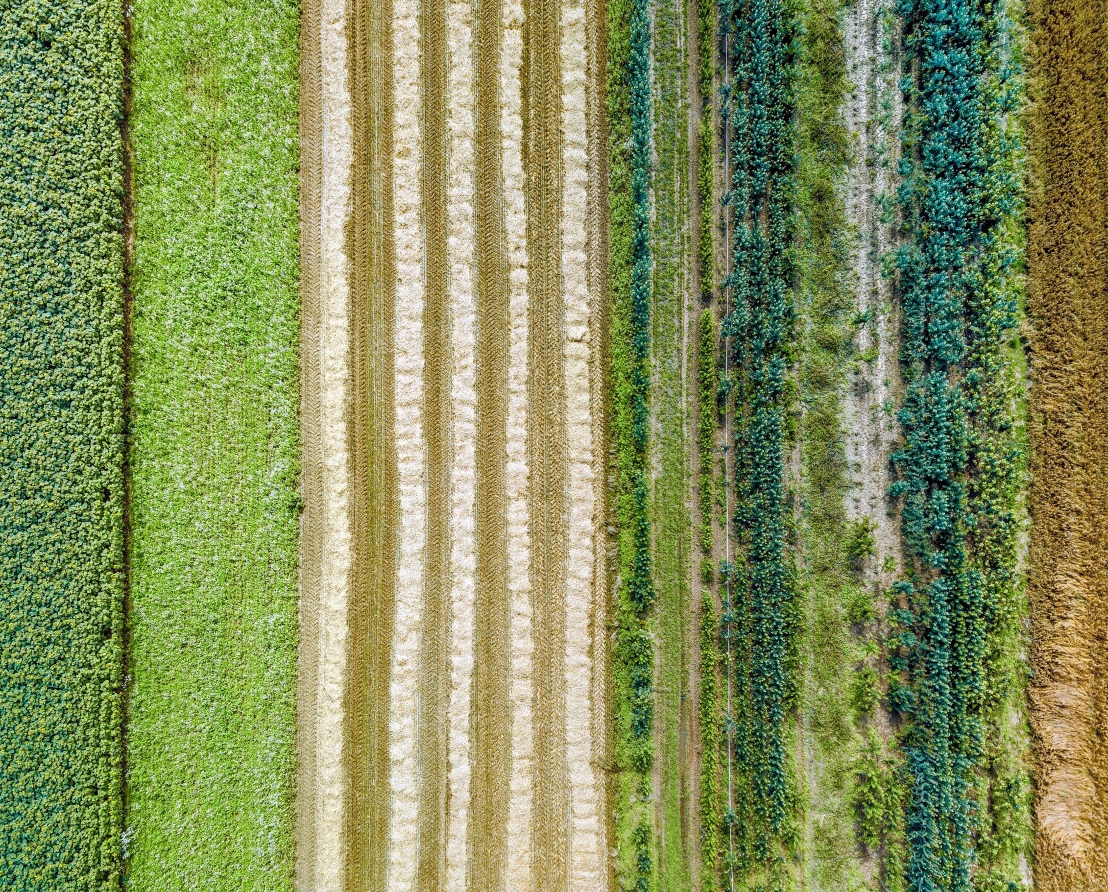 Mixed cover crops may be the future of sustainable farming - Earth.com