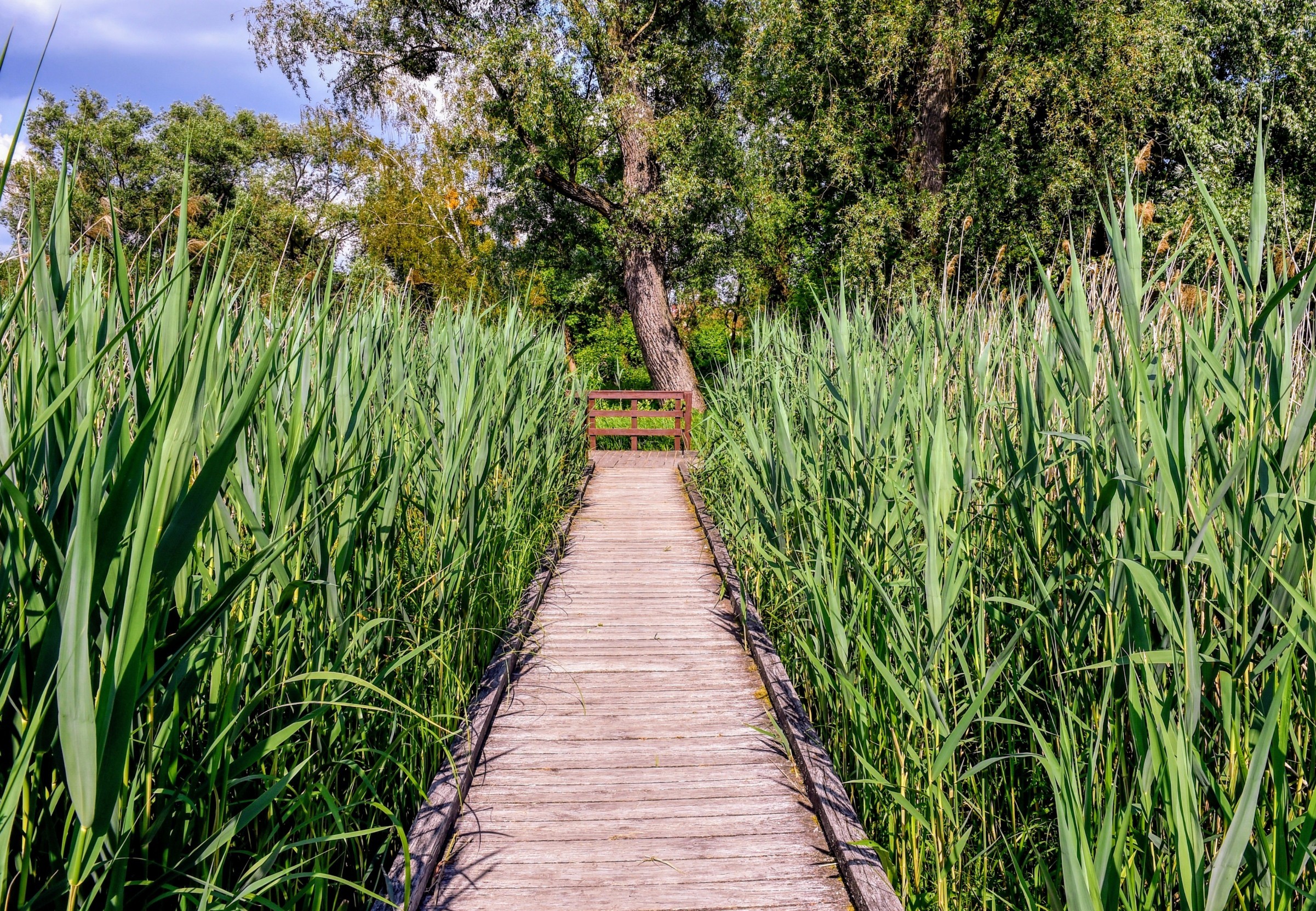 Reed beds: A sustainable revolution in wastewater management – Green Reporter