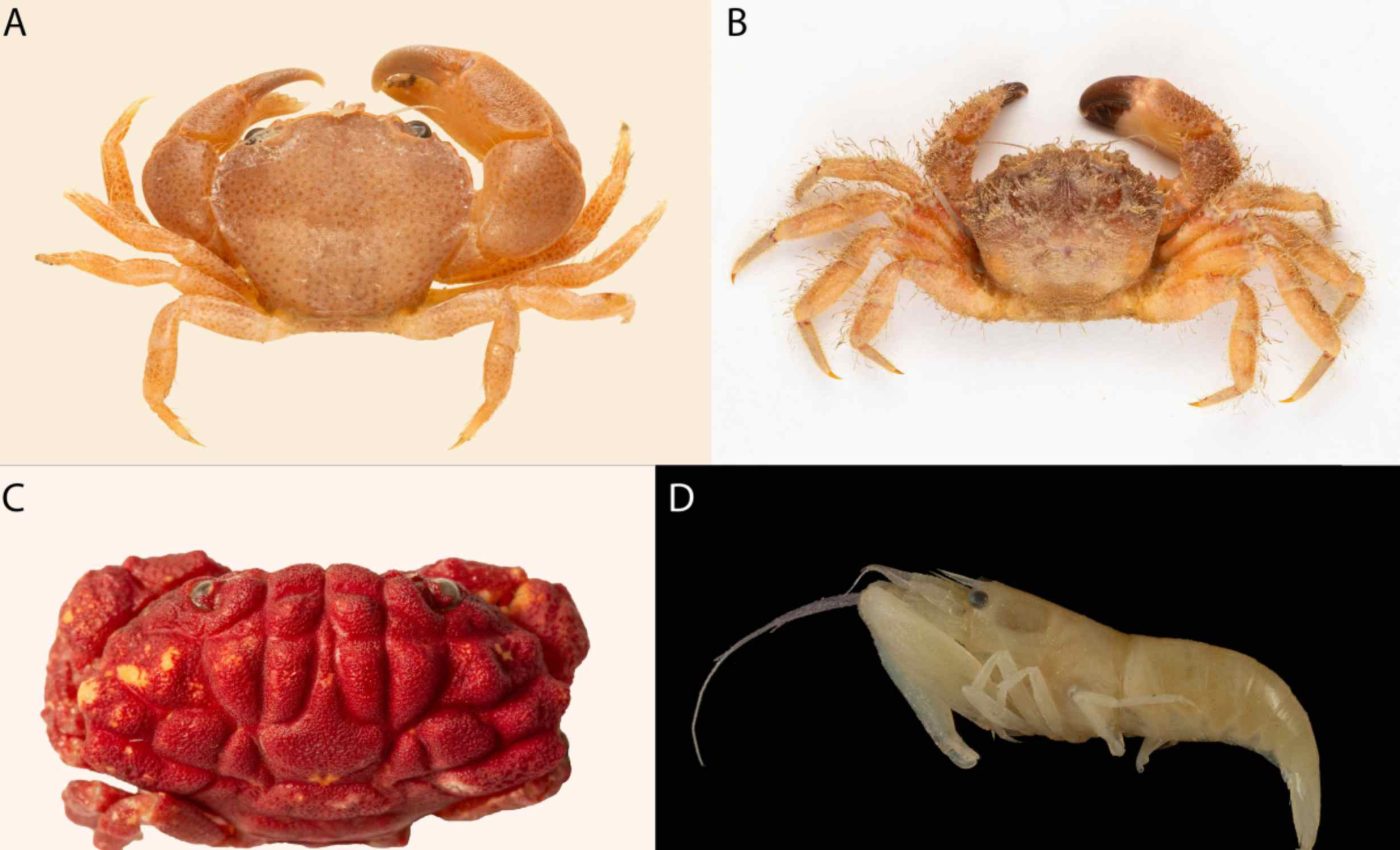 Mediterranean Wildlife Crustaceans And Marine Heterobranchia: A New