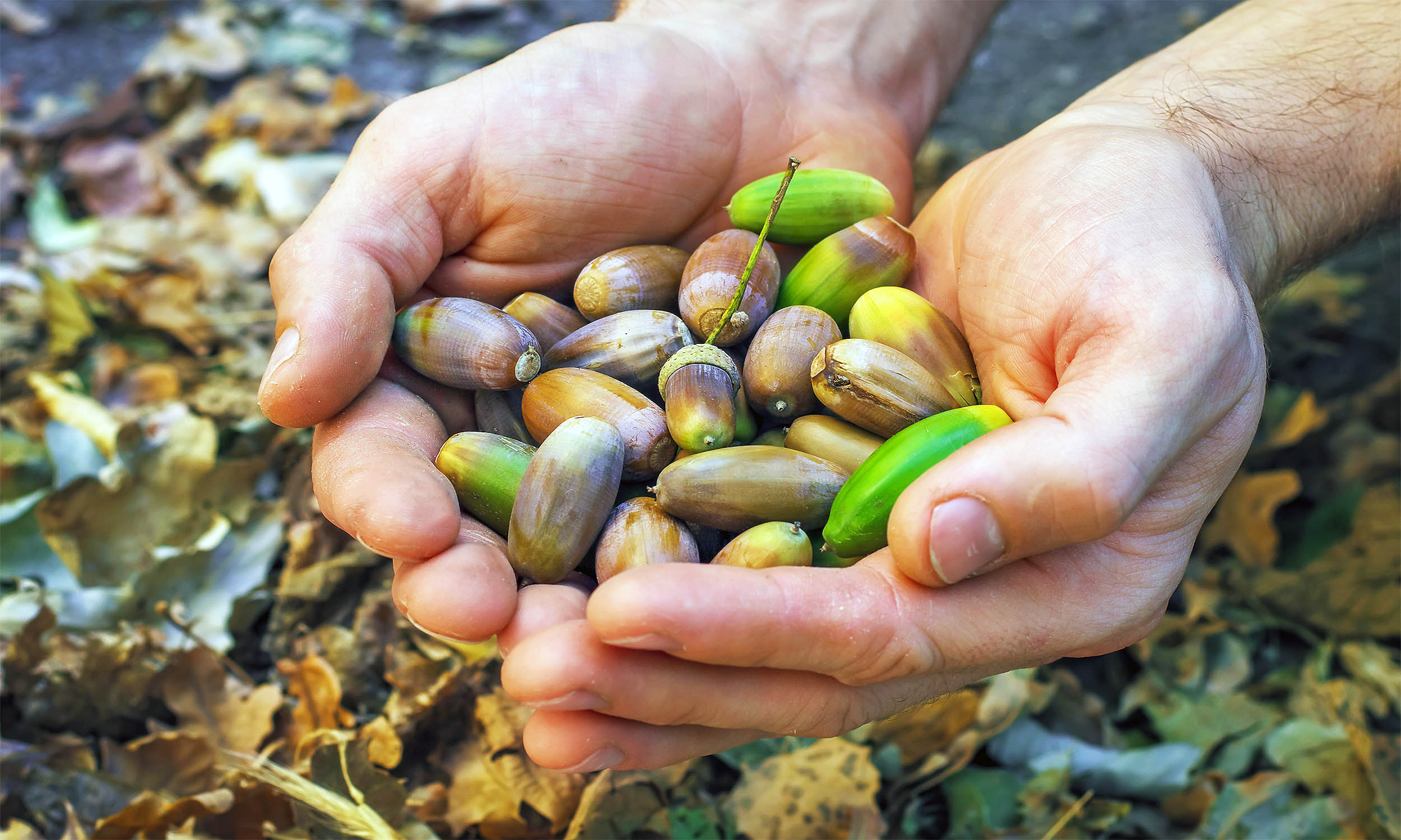Early humans thrived on plant-based diets, not just meat - Earth.com