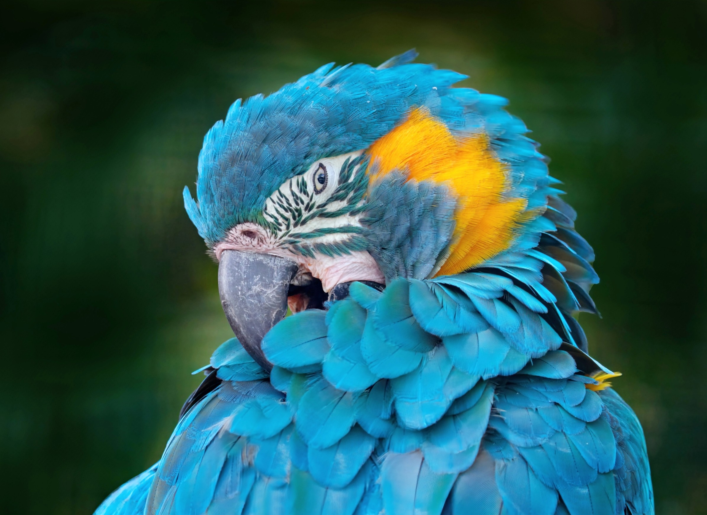 Blue-throated macaws have human-like imitation skills - Earth.com