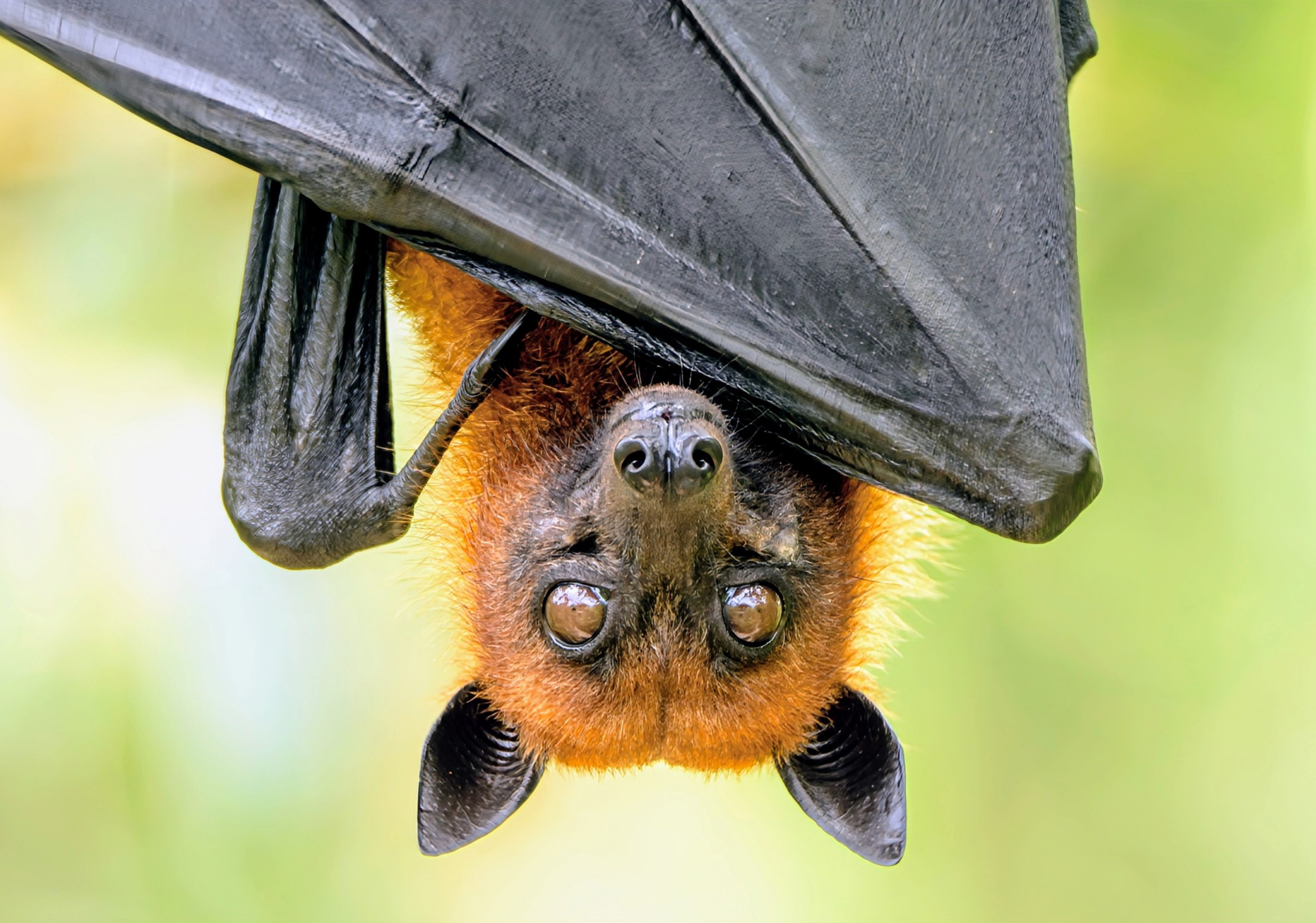 Bat conservation benefits human health and the environment - Earth.com