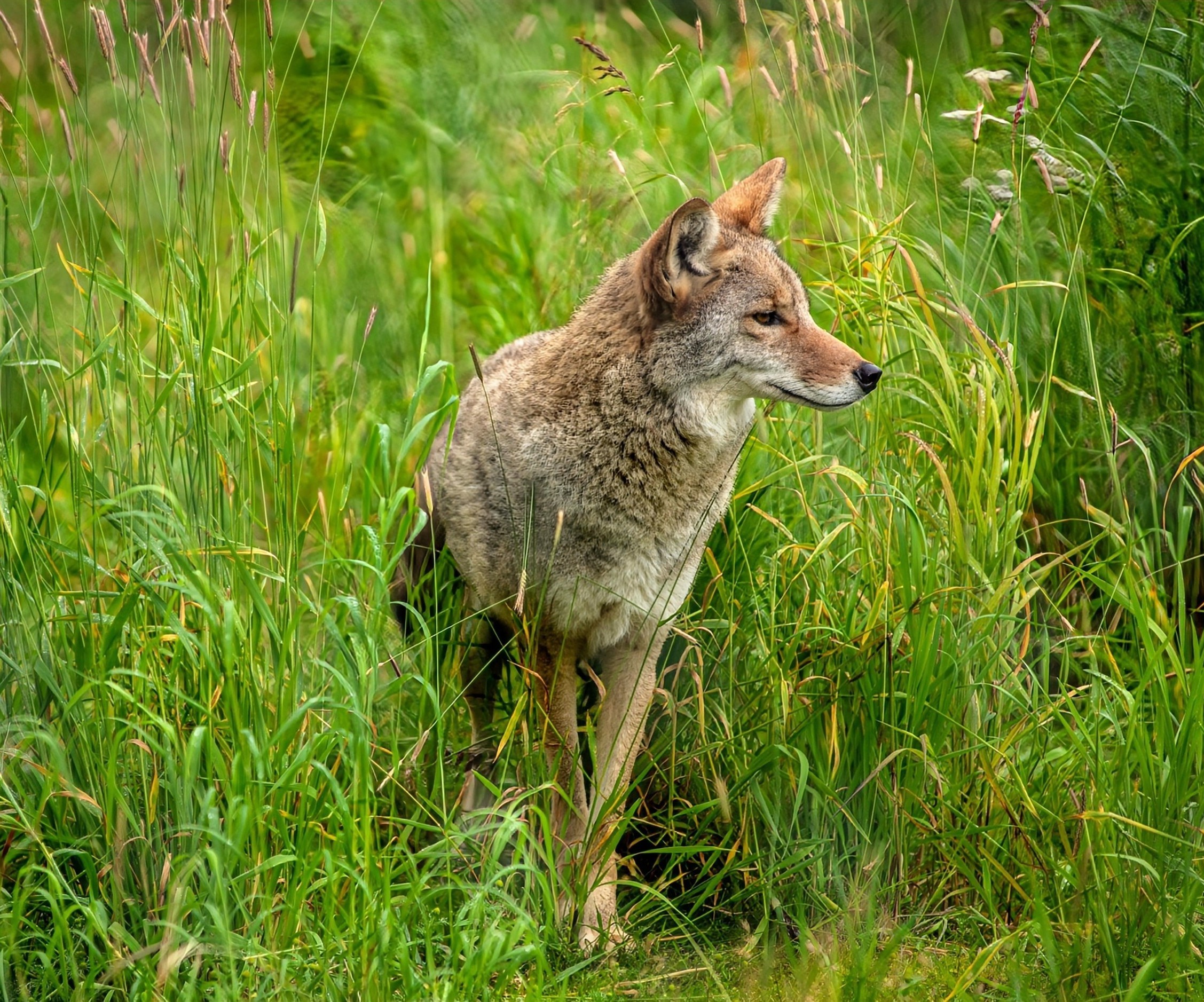 Hunting coyotes may be fueling their population growth - Earth.com