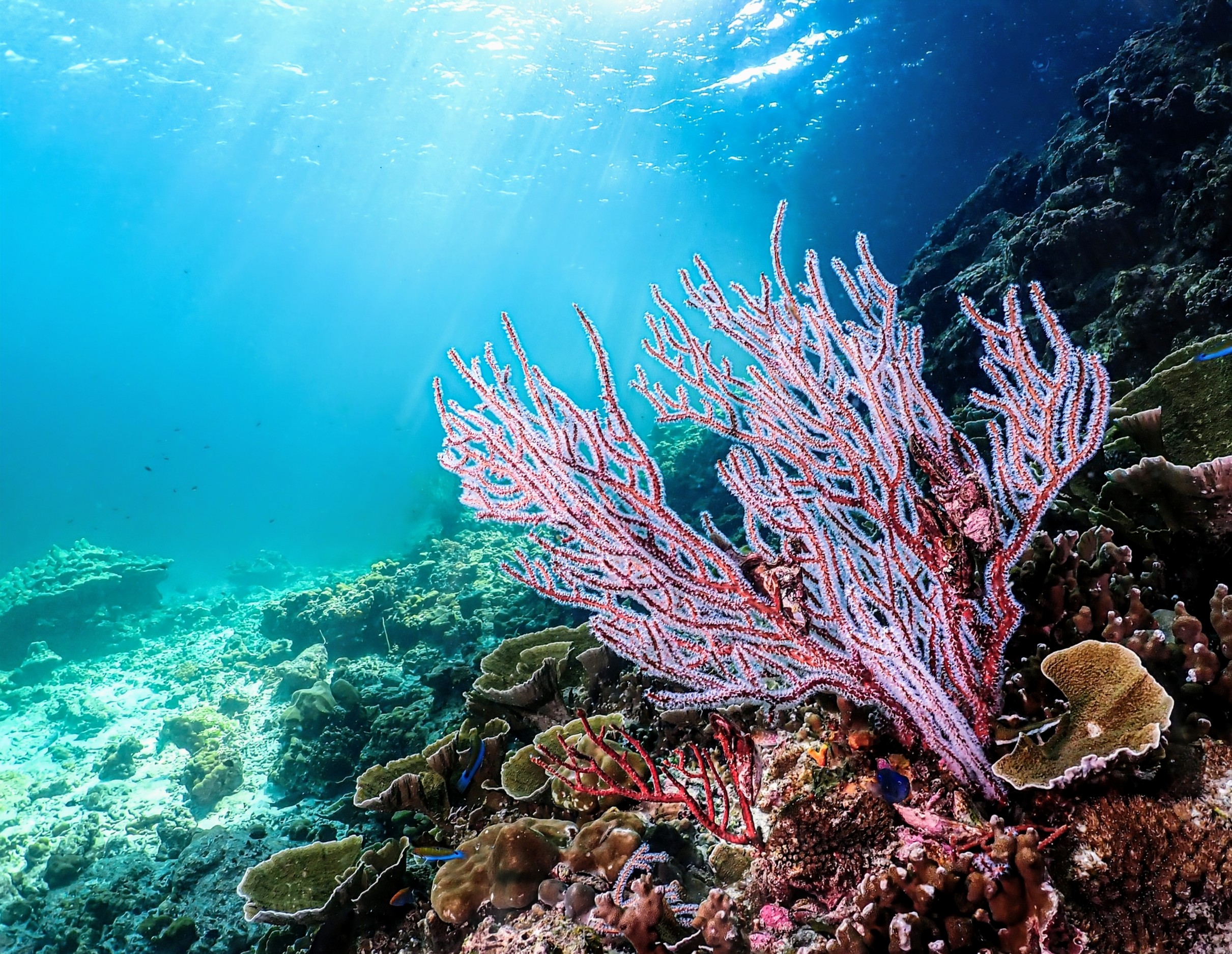 Isolated coral reefs survive with the help of their local network ...