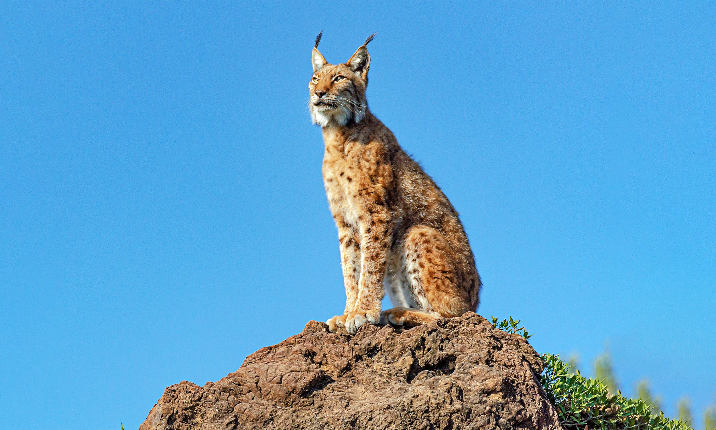 How humanity was able to save the rare Iberian lynx from extinction - Earth.com