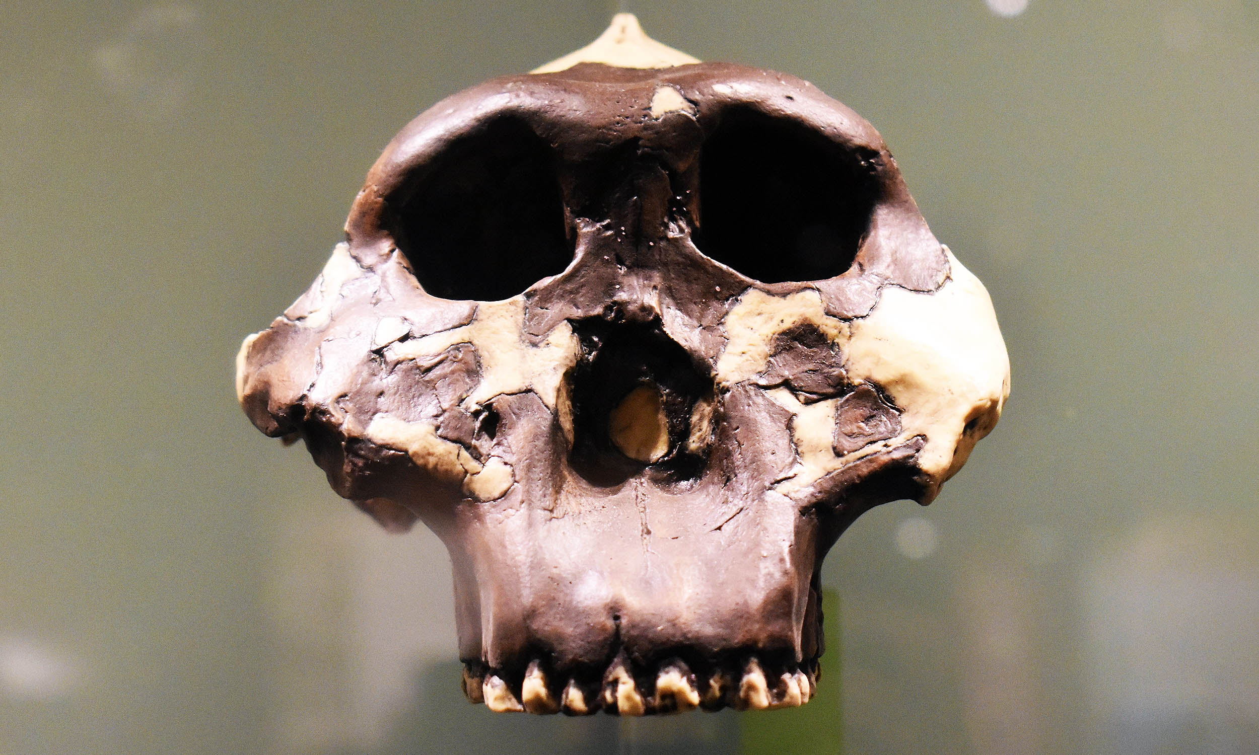 First tools ever used on Earth were not made by human ancestors - Earth.com