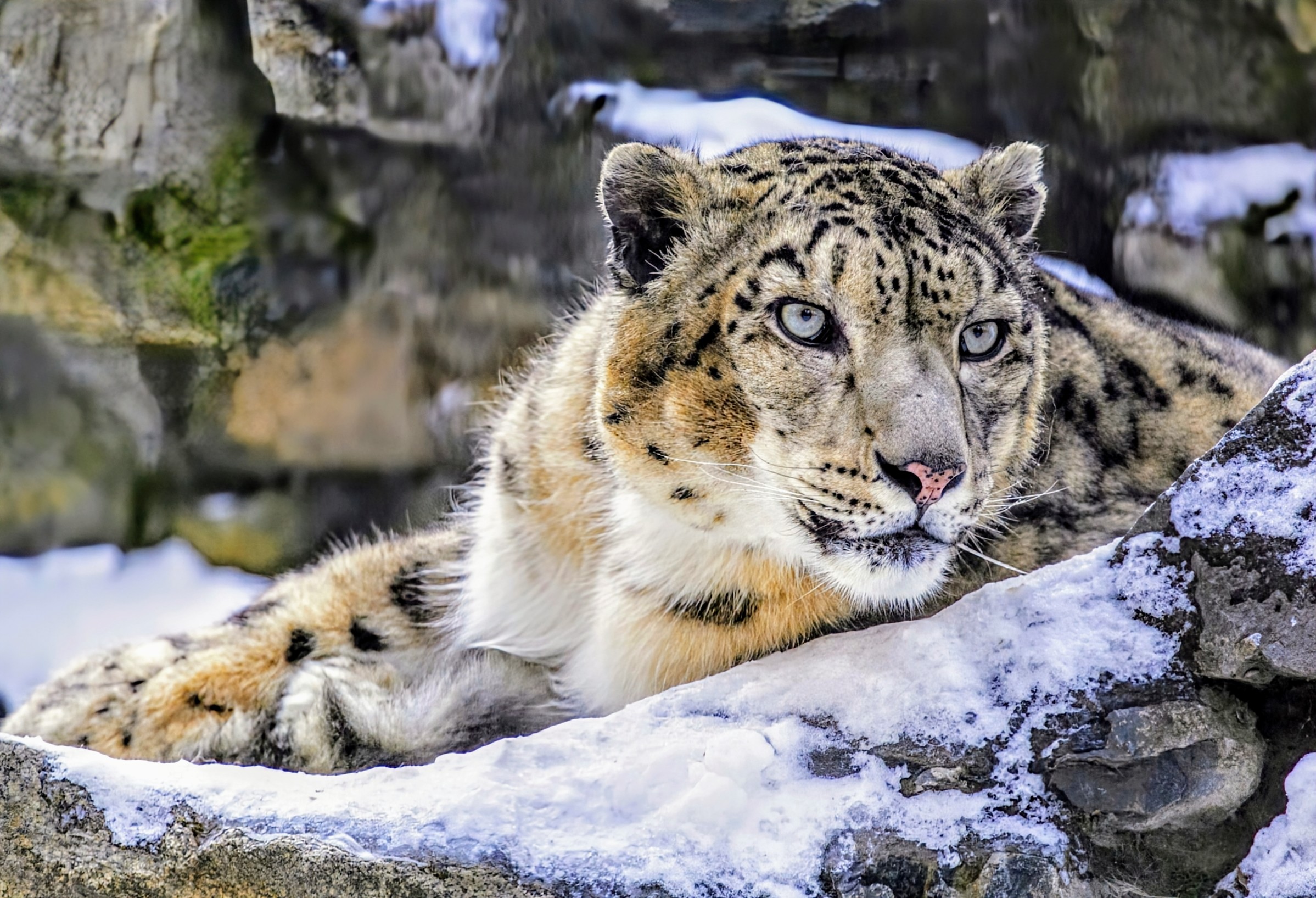 Animal Predator Leopard Eyes