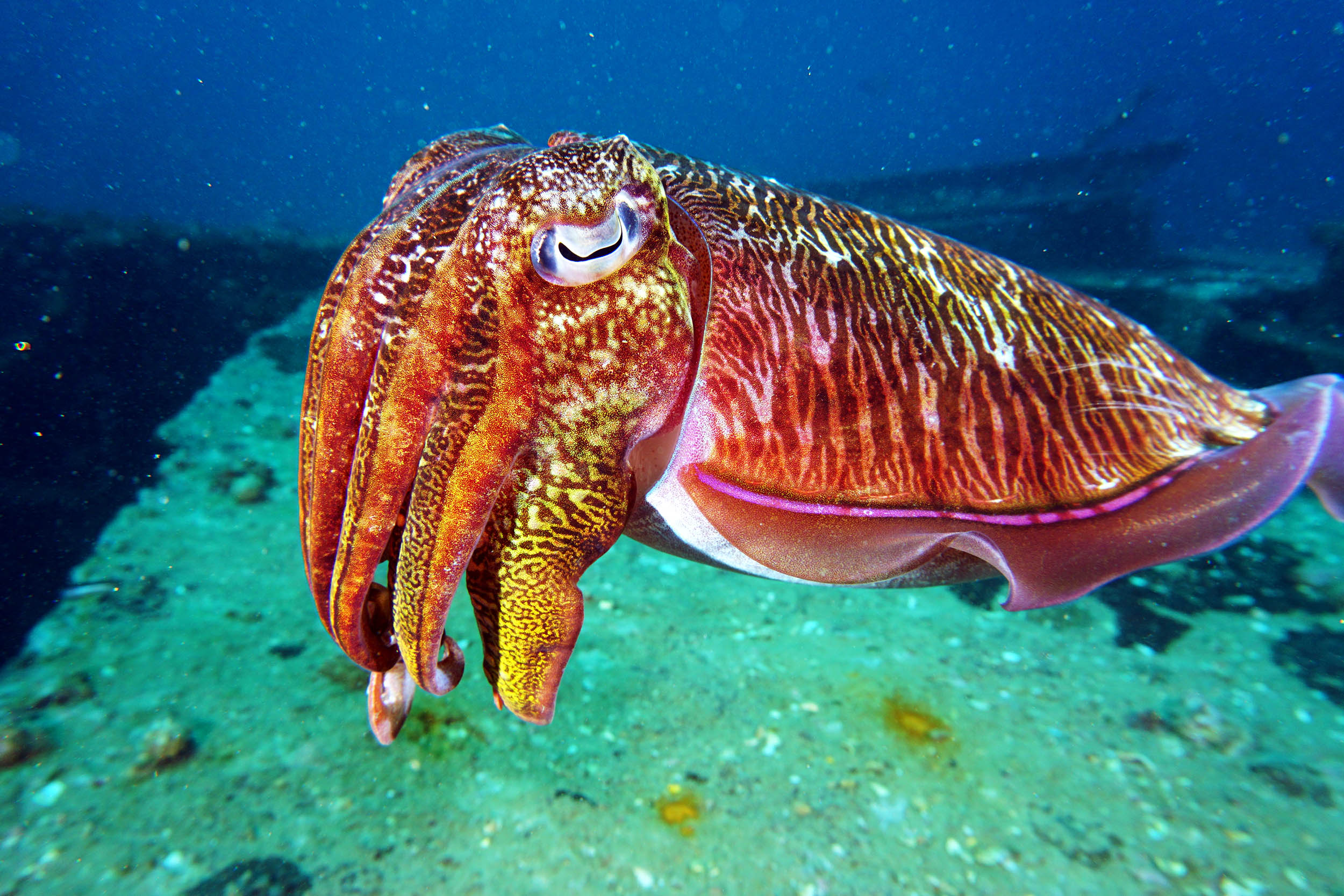 Cuttlefish show levels of thought and reasoning similar to primates ...