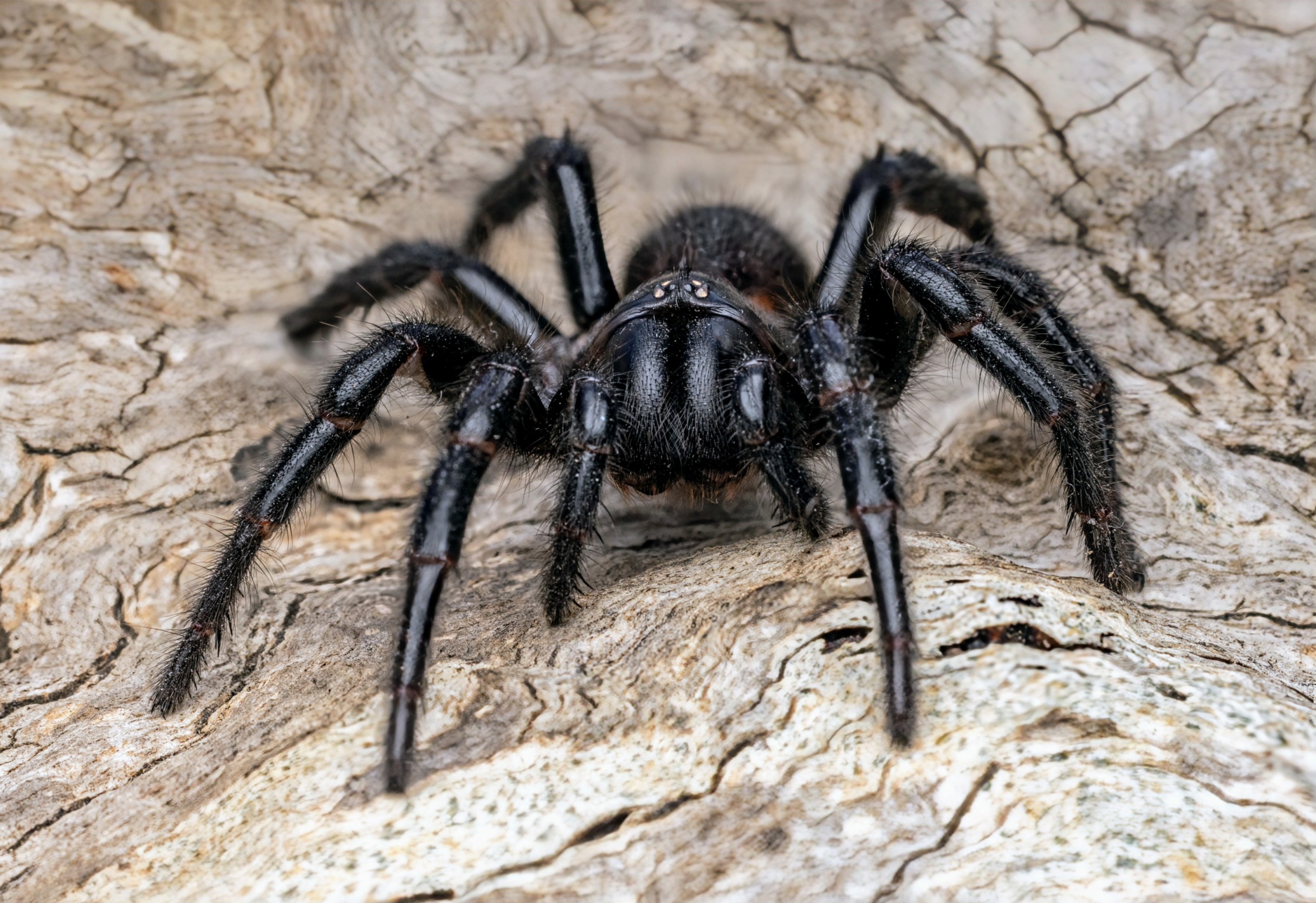 Australia's deadliest spider is actually three different species ...