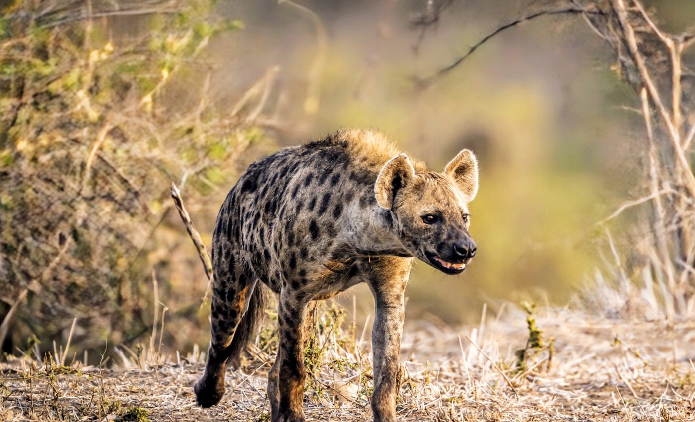 Spotted Hyena Sahara Desert