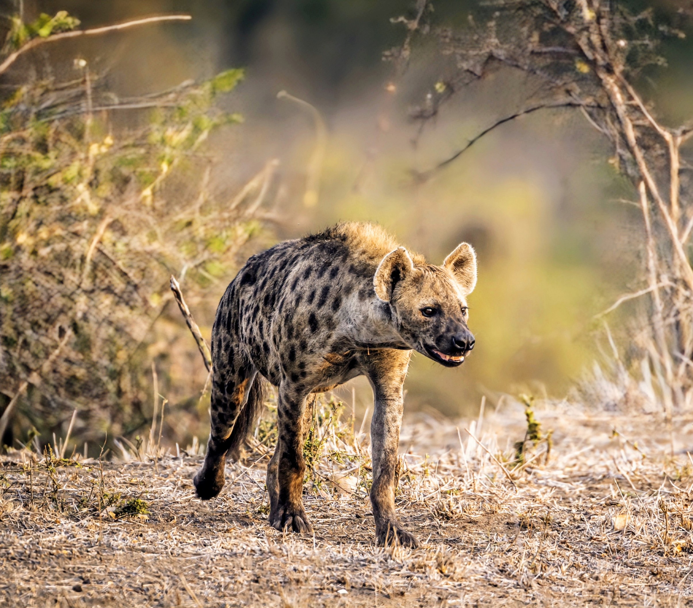 Hyena Hd Wallpapers Hyena Wallpapers (37 Images) WallpaperCat