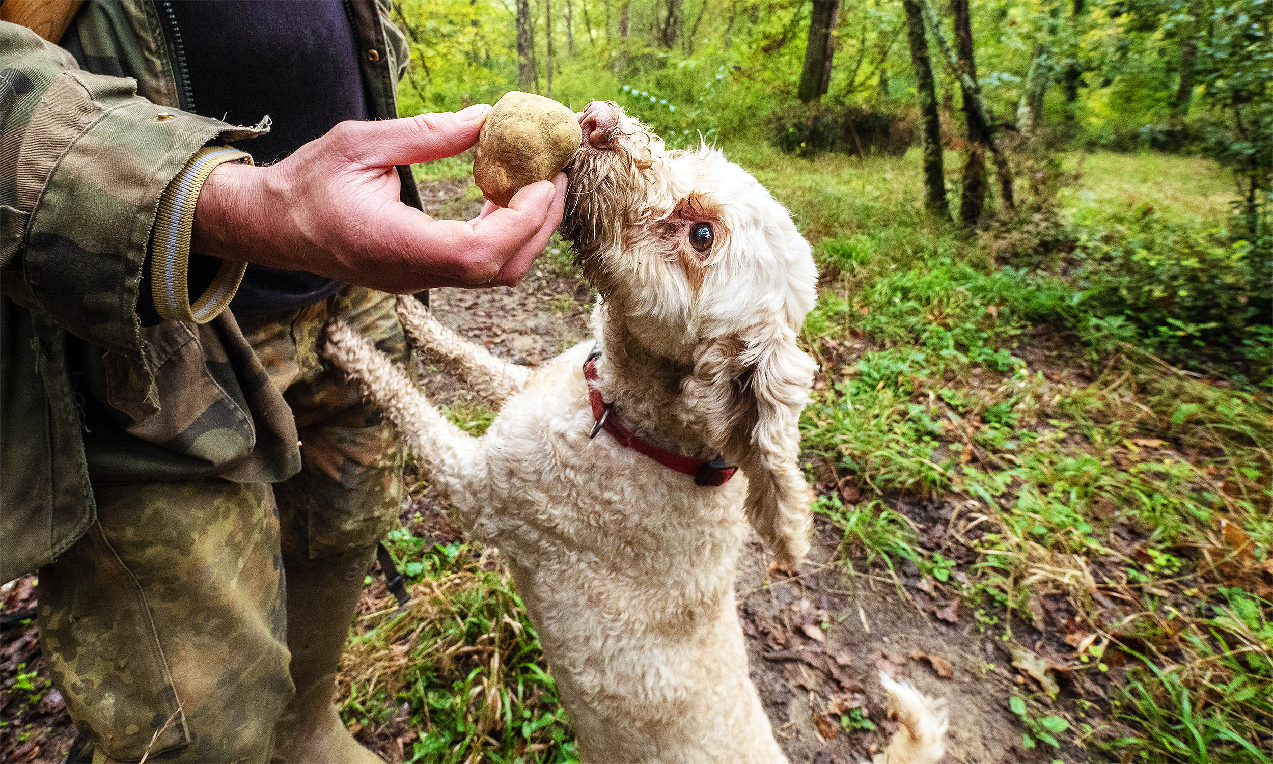 New truffle species discovered with the help of special "truffle dogs ...