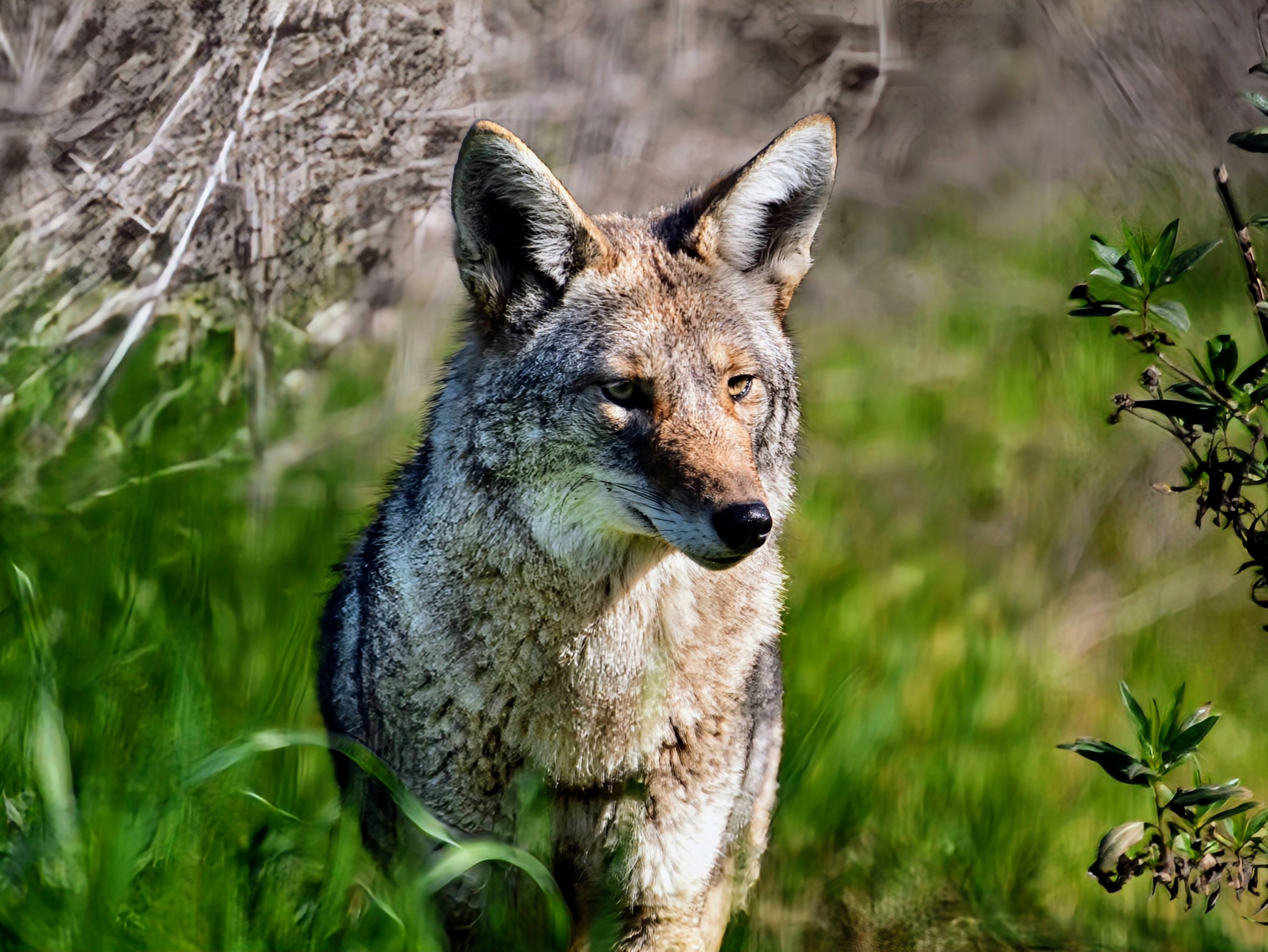 Urban coyotes have developed a taste for human food - Earth.com