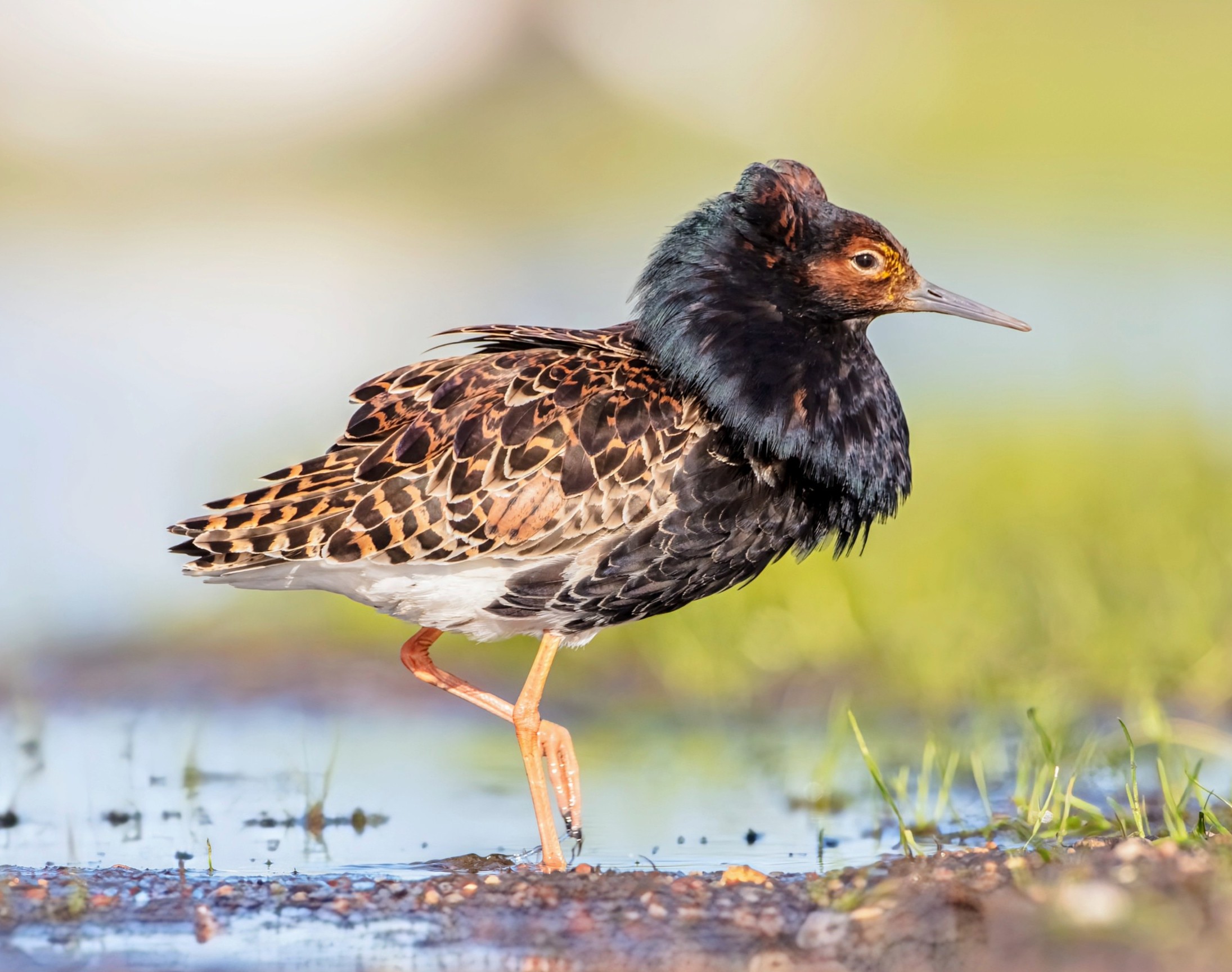 Some birds trick their way into mating by destroying testosterone ...