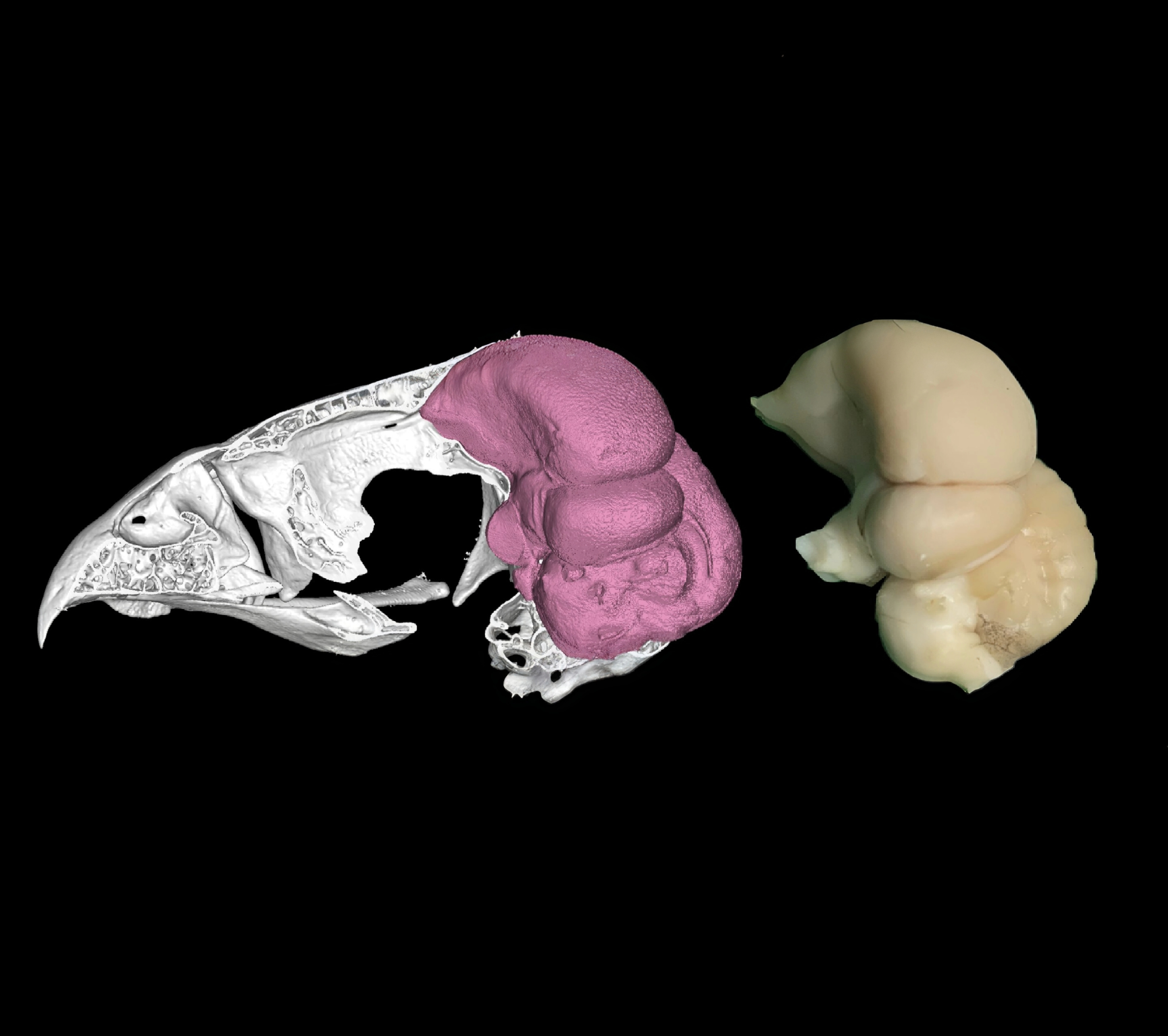 "Bird brain" study gives remarkable insights into avian intelligence ...