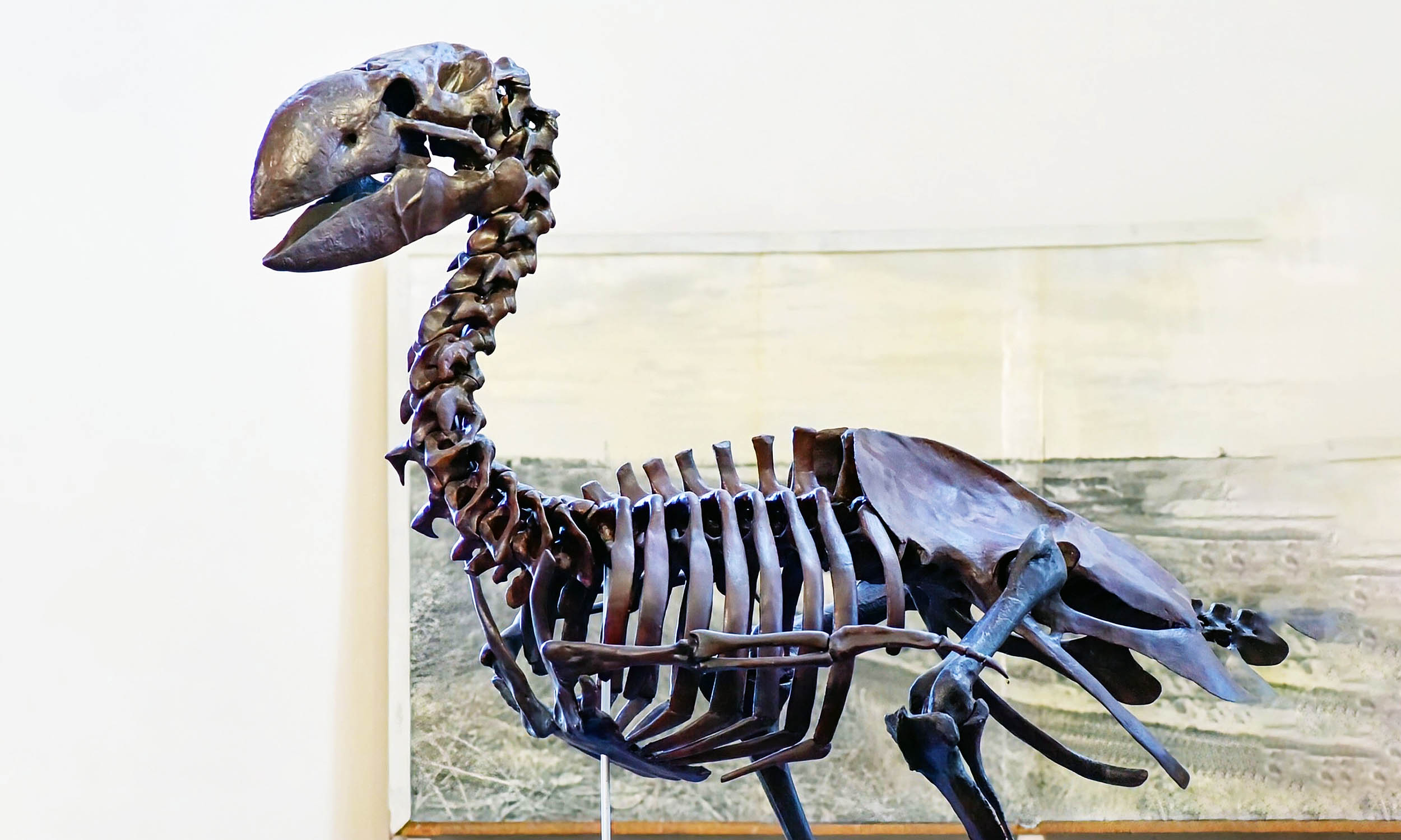 45-million-year-old Diatryma skull rediscovered in Germany- Earth.com