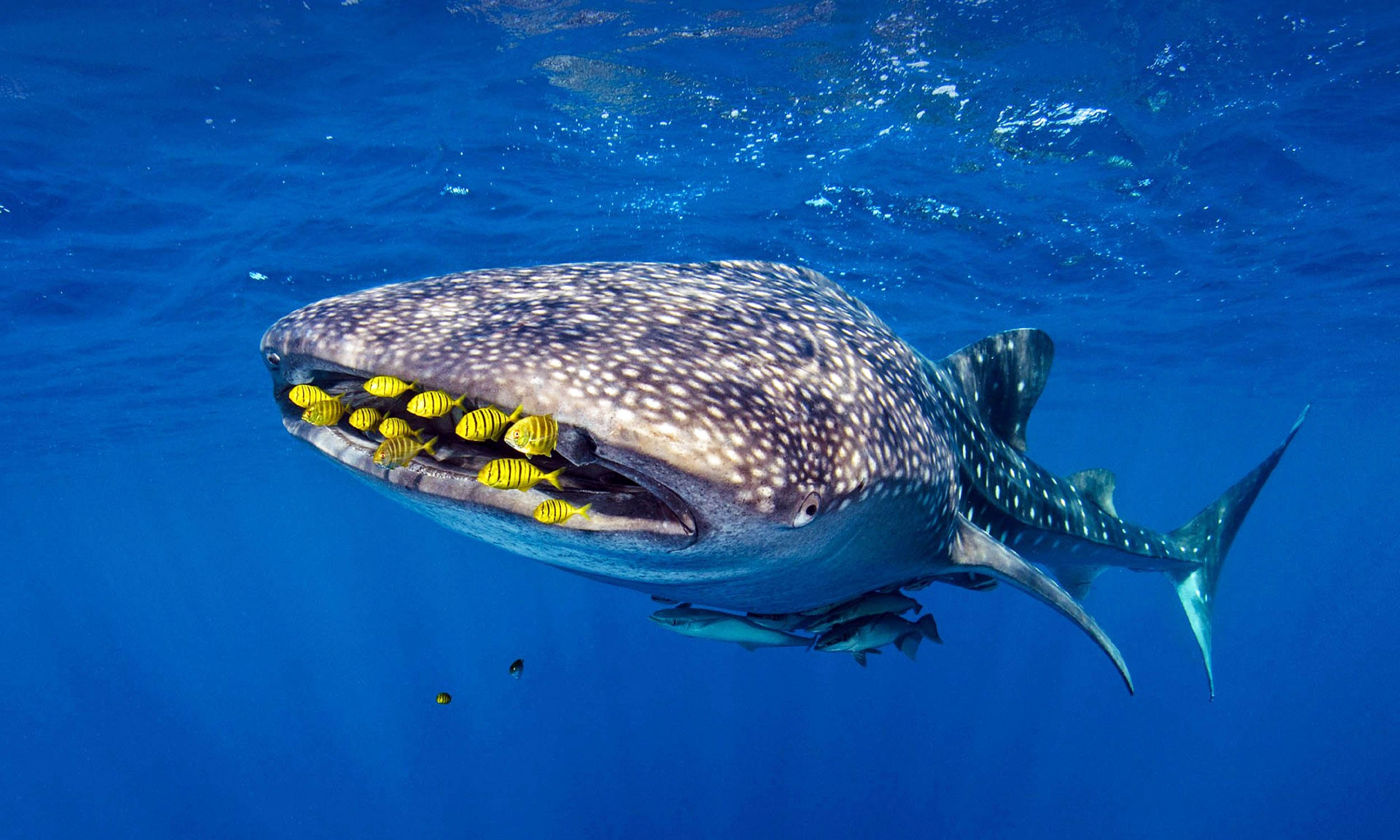 Whale sharks use offshore oil rigs as food stops during migration ...