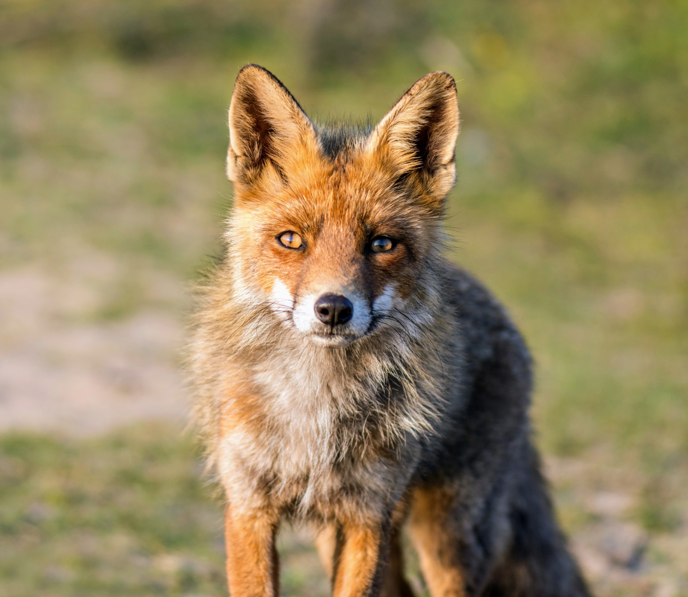 How early humans and small scavengers benefited each other - Earth.com