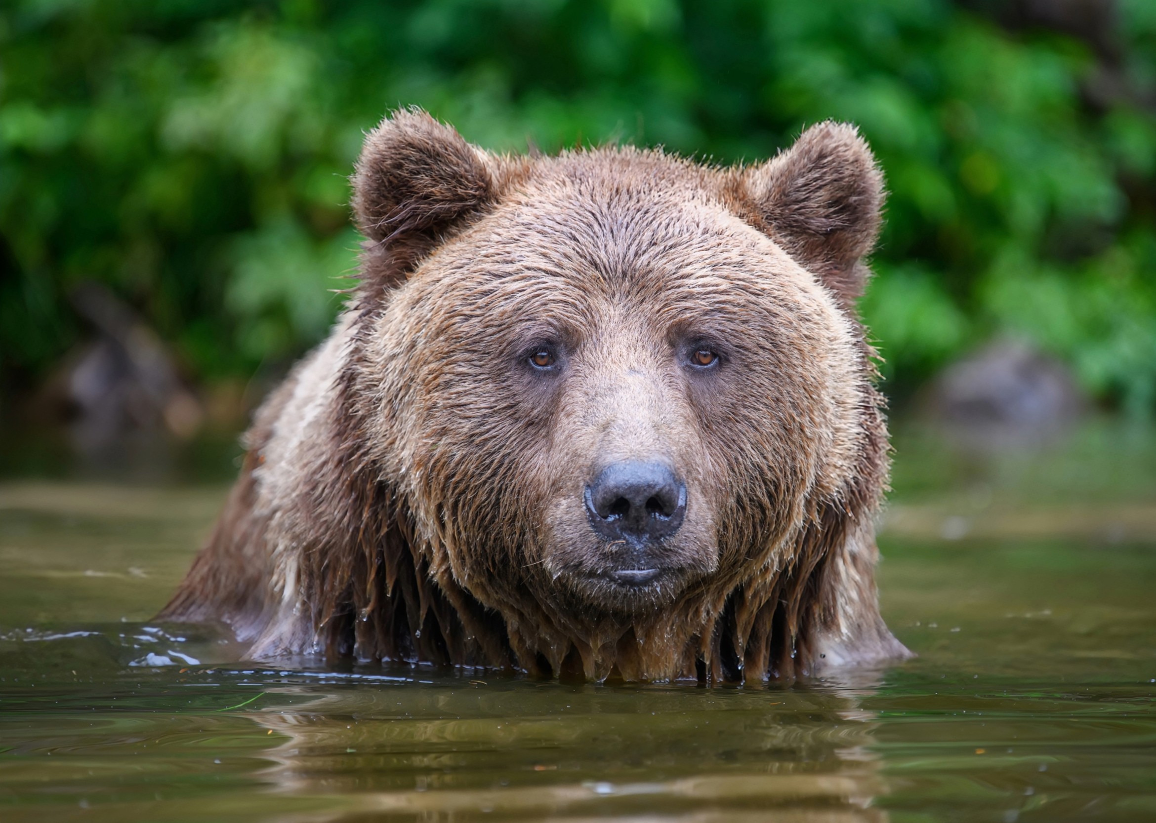Keeping the peace: How drones can help humans and bears coexist - Earth.com