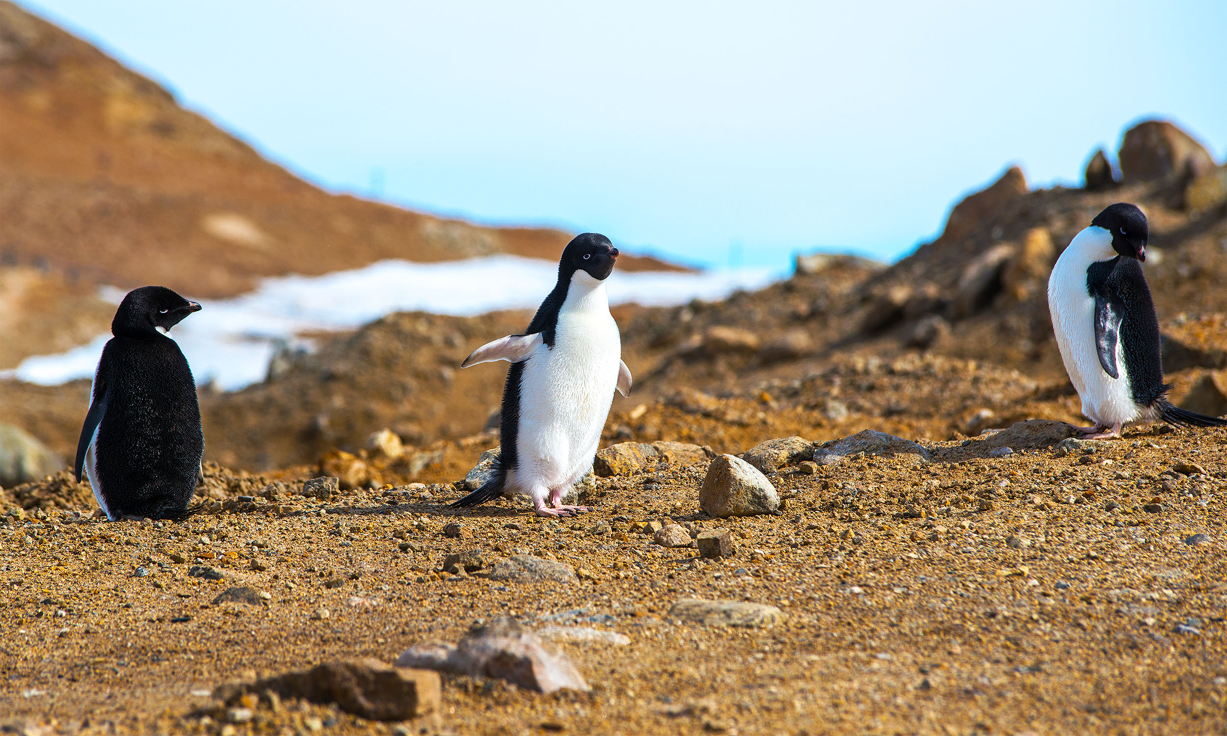 Ice-free zones found in Antarctica recently mapped for the first time ...