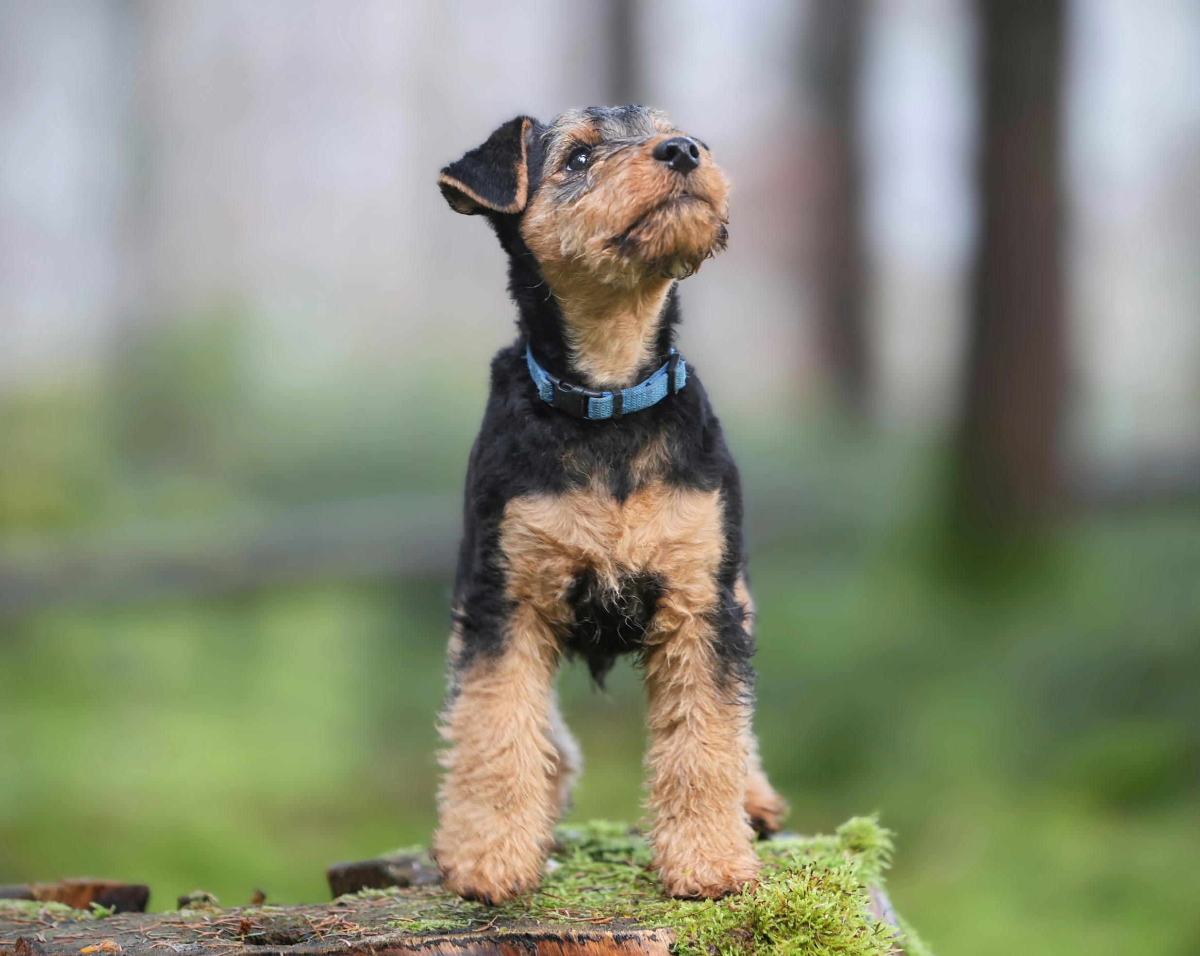 Dog breed does not define performance and ability - Earth.com