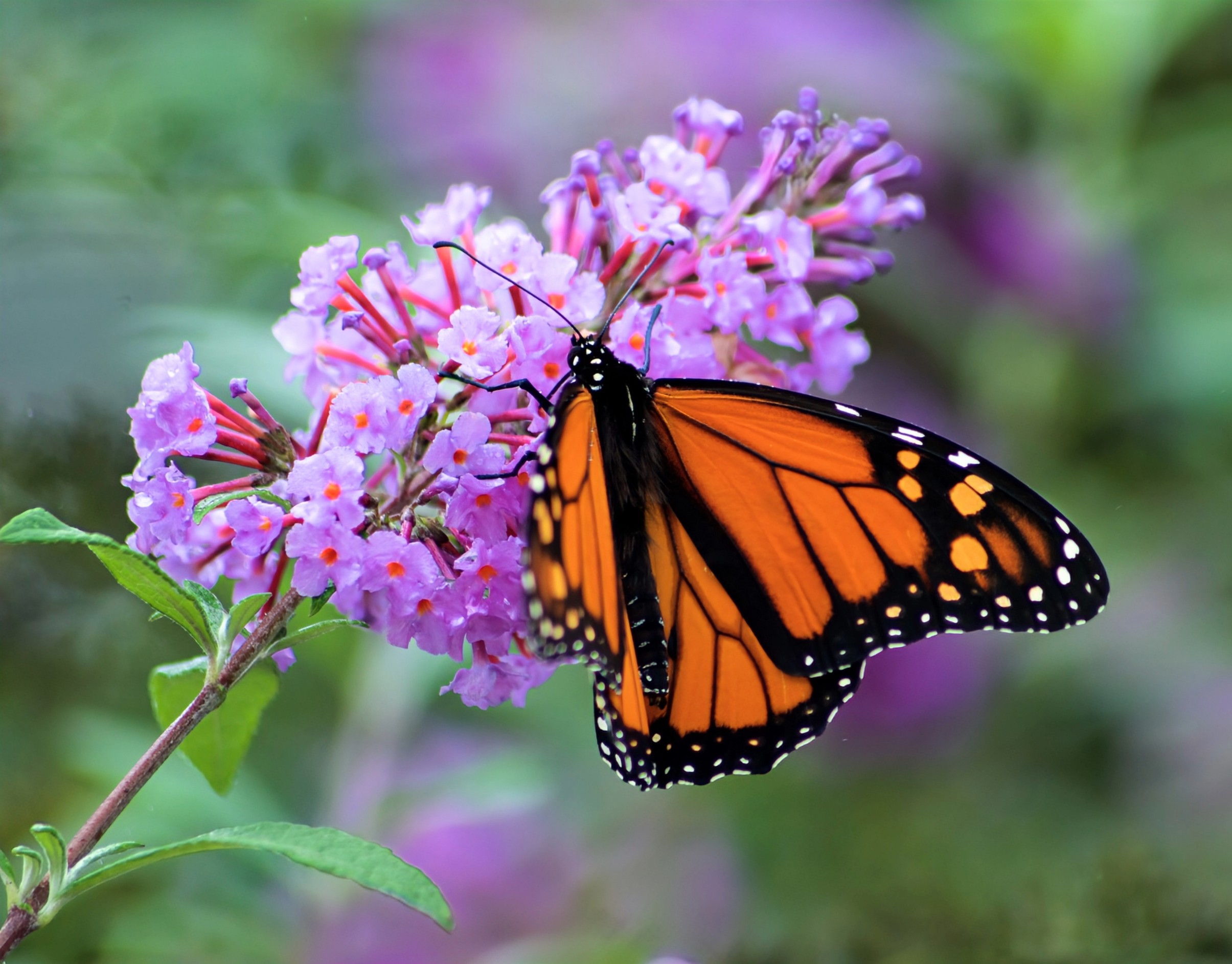 Monarch butterflies face steep decline in the Western U.S. - Earth.com